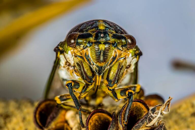 White Drummer (Arunta perulata) — Cicada – Ausemade