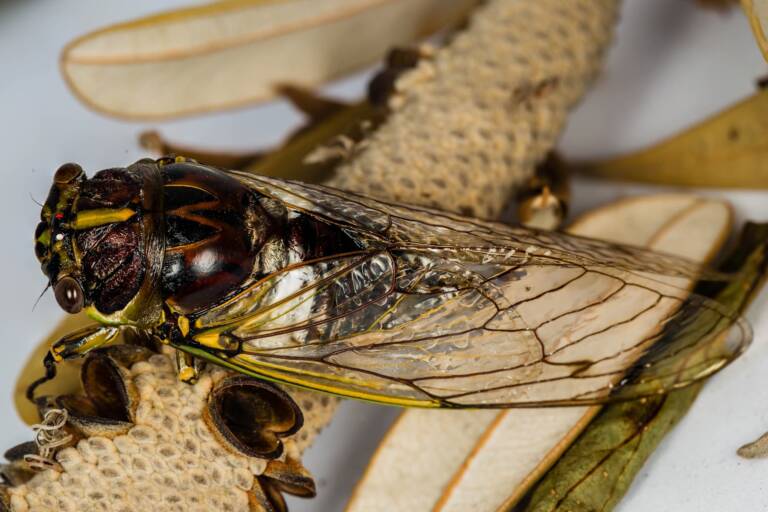 White Drummer (Arunta perulata) — Cicada – Ausemade