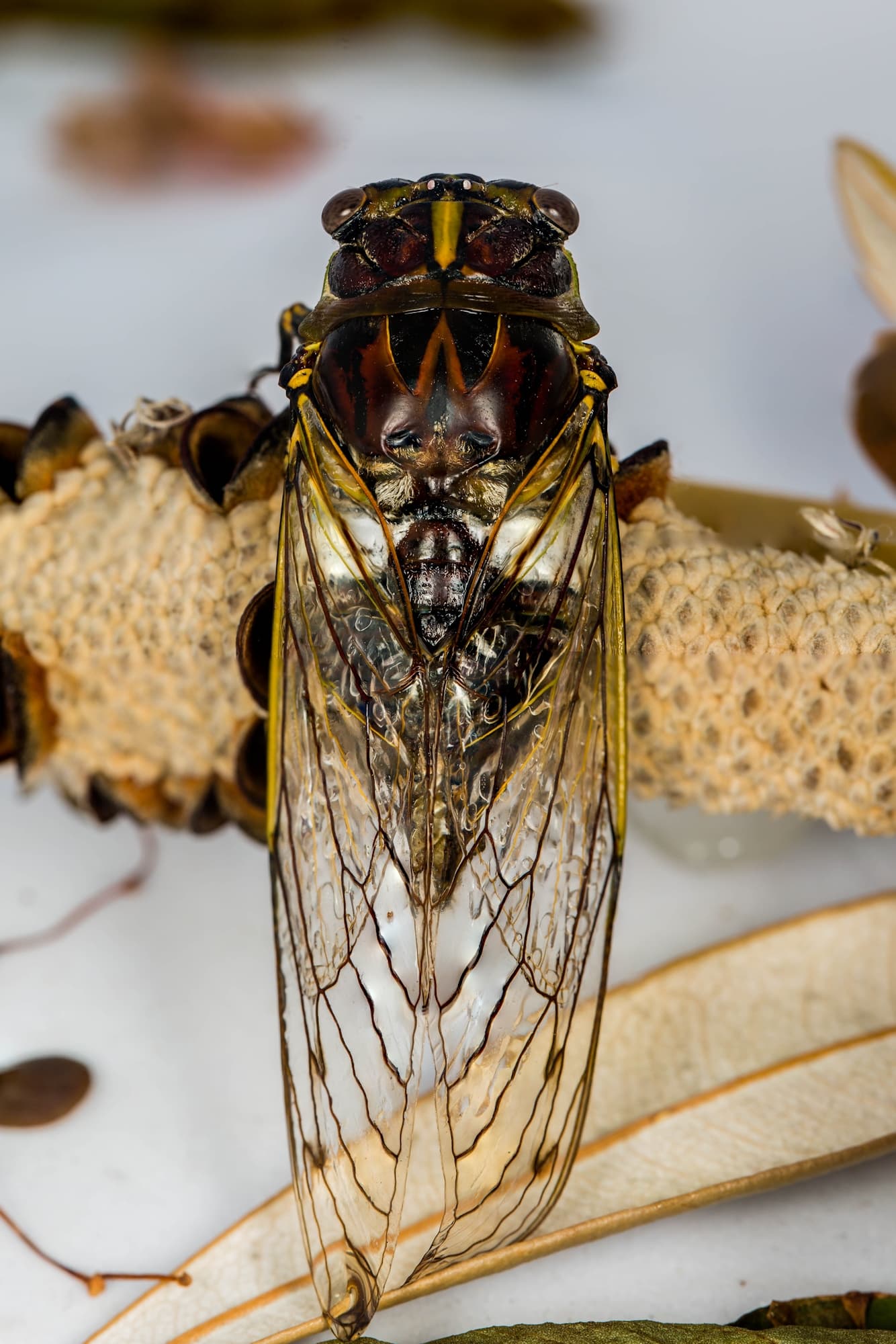 White Drummer (Arunta perulata) — Cicada – Ausemade