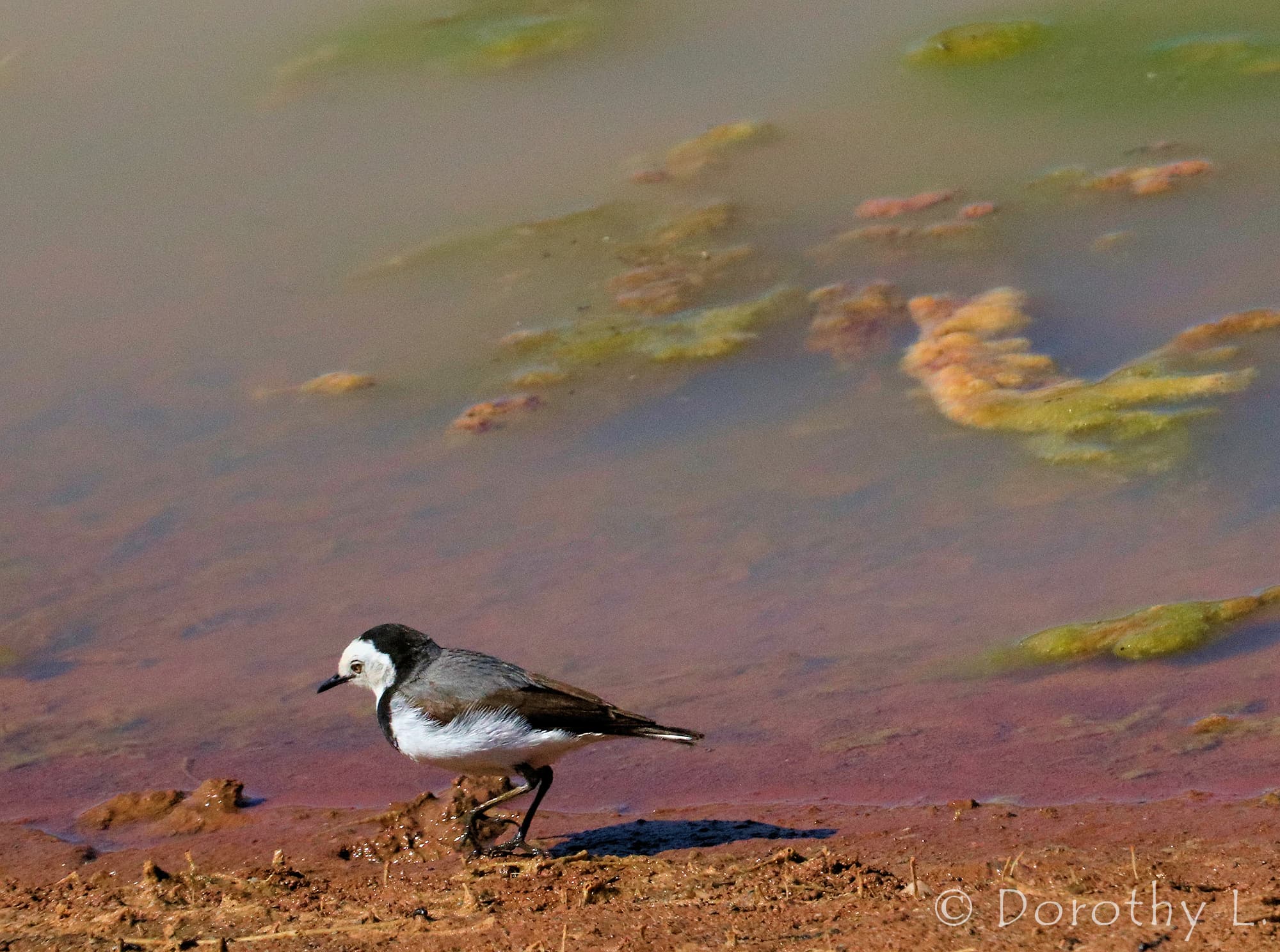 White-fronted Chat – water – Ausemade