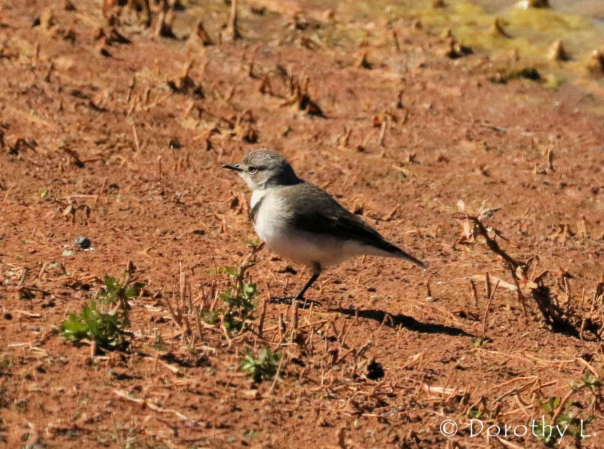 White-fronted Chat – Ausemade