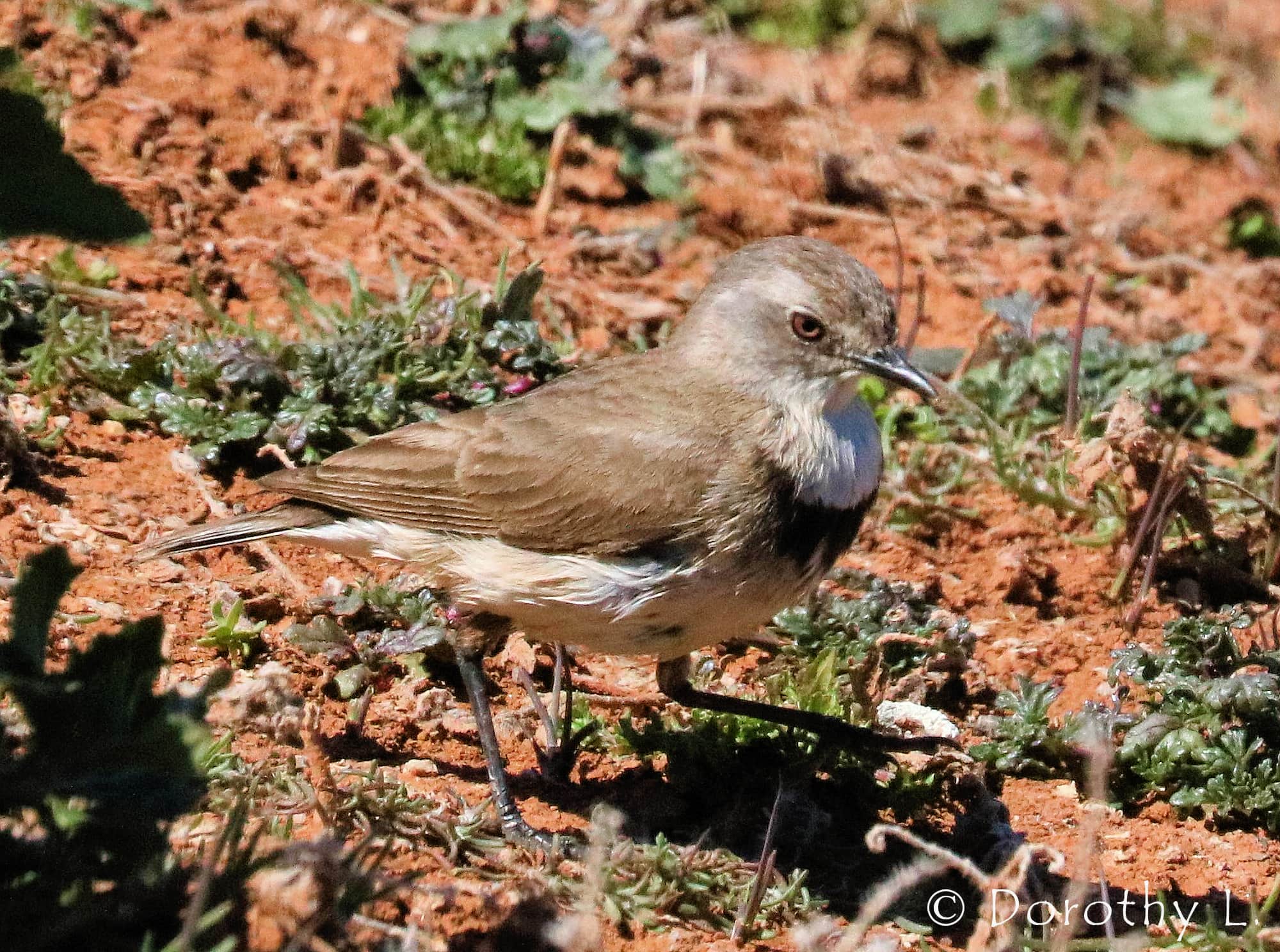 White-fronted Chat – Ausemade
