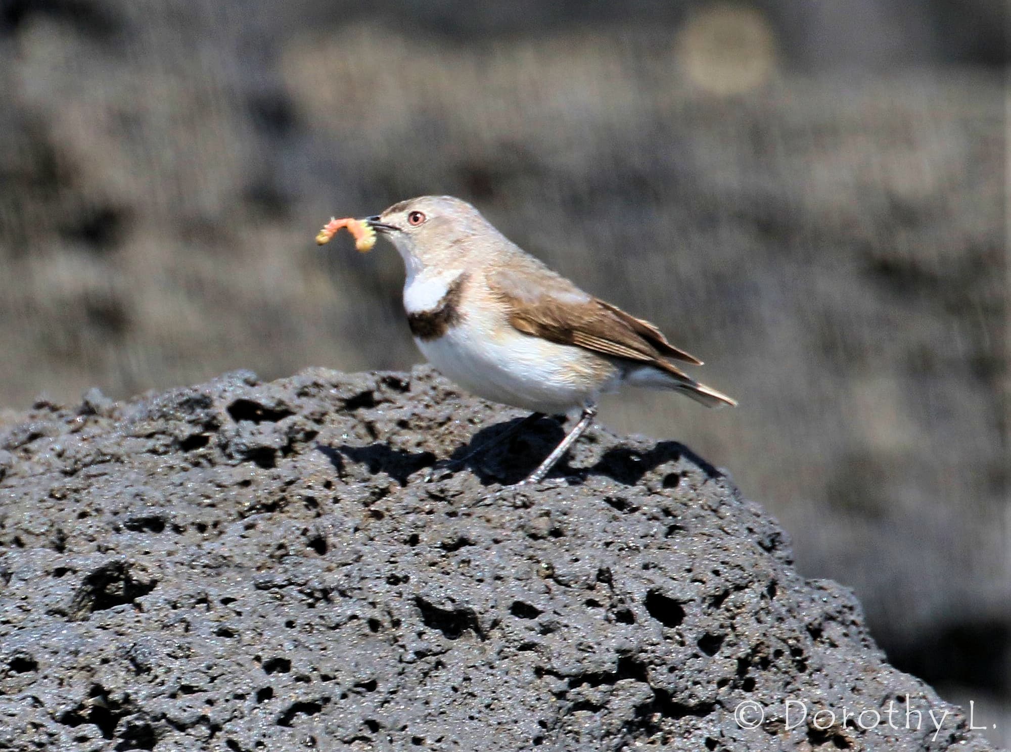 White-fronted Chat – foraging – Ausemade