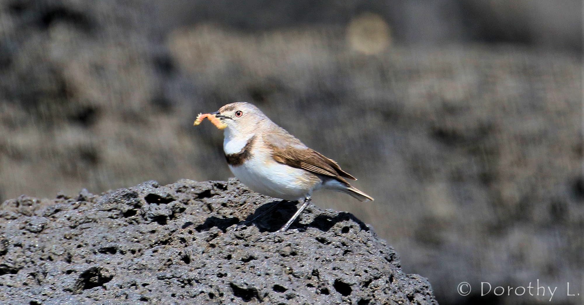 White-fronted Chat – foraging – Ausemade