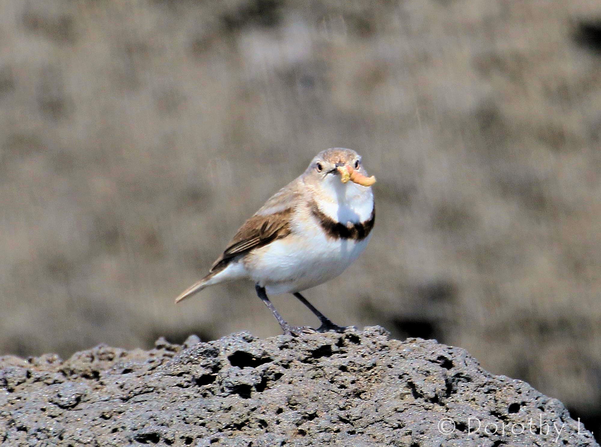 White-fronted Chat – foraging – Ausemade