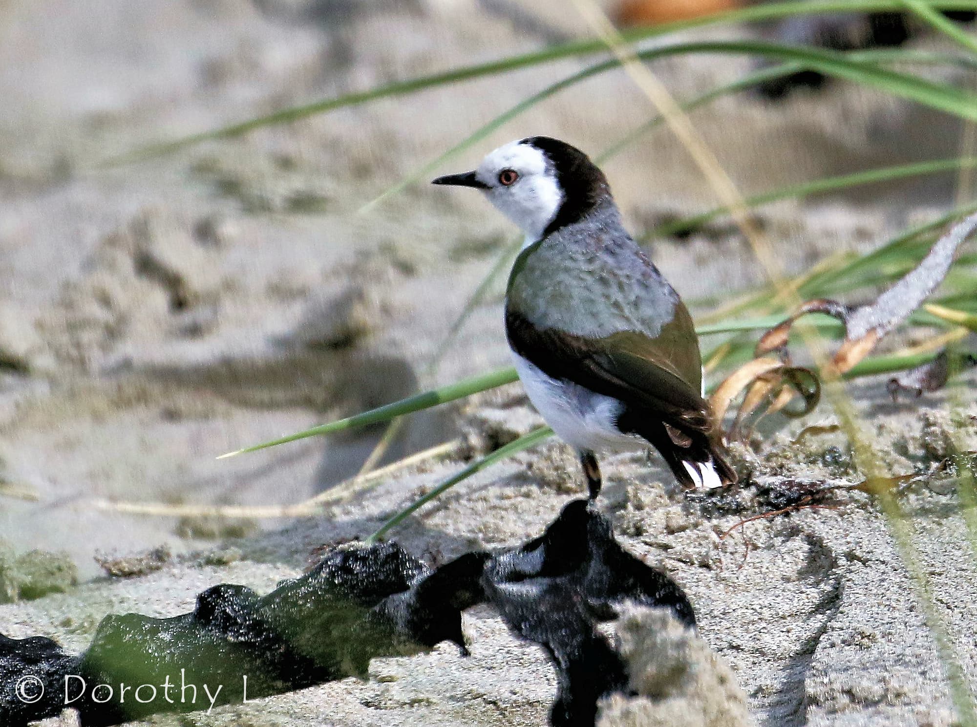 White-fronted Chat – Ausemade