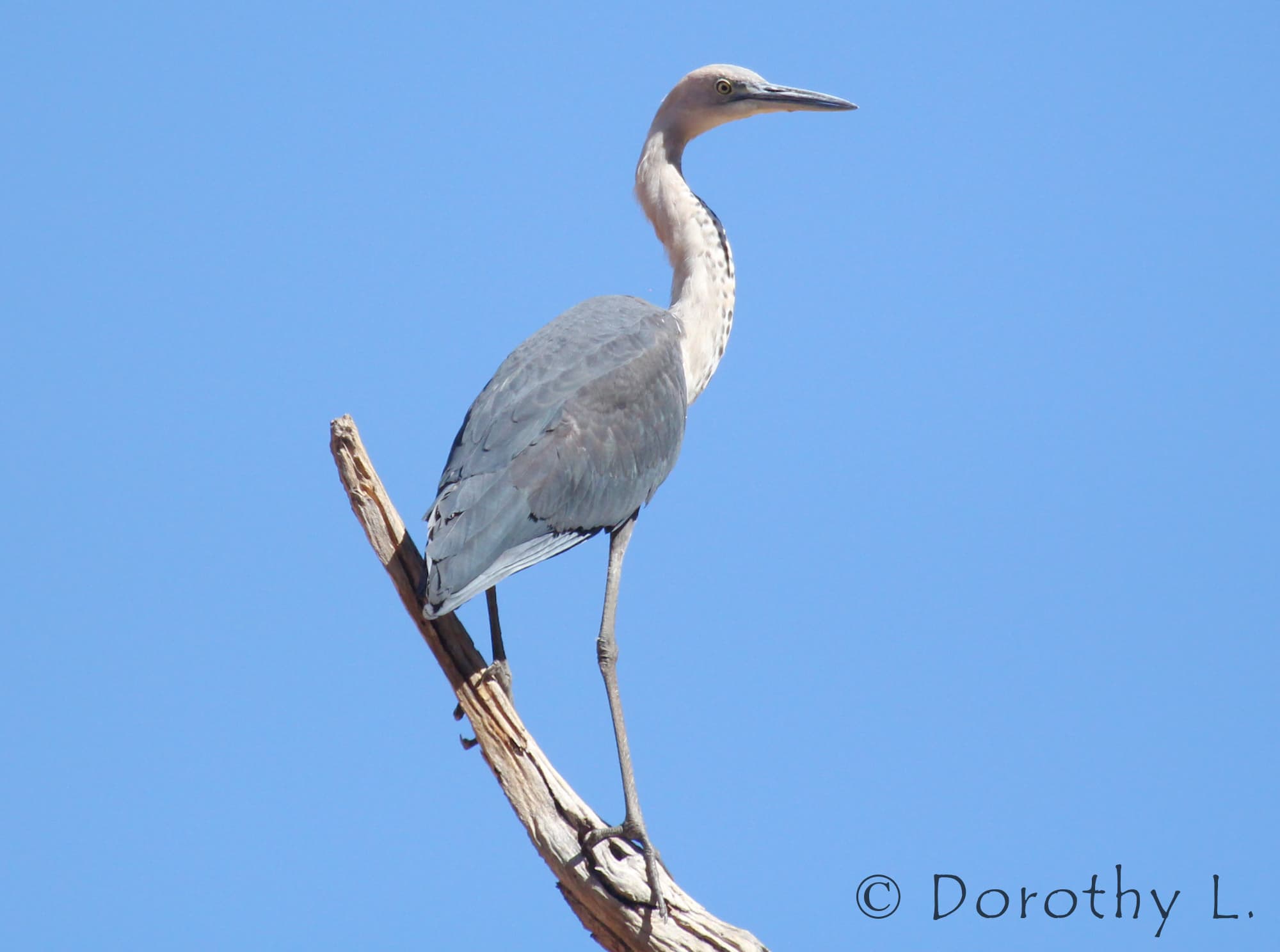 White-necked Heron – Ausemade