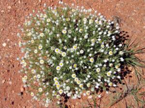 White Paper Daisy – Ausemade