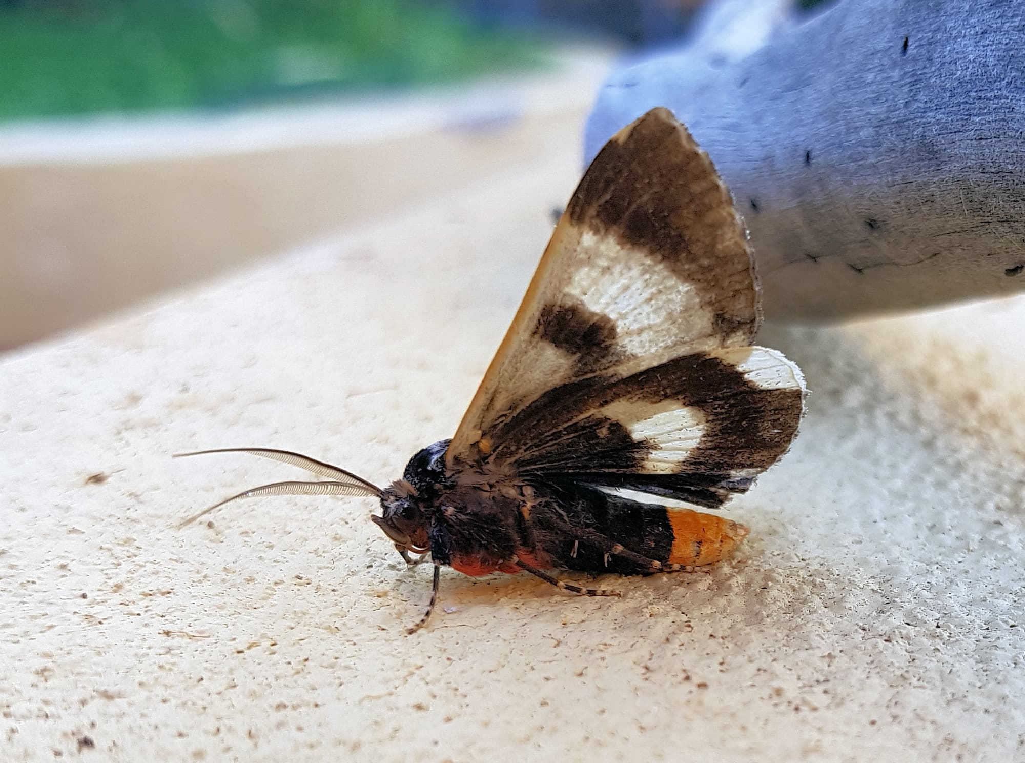 Donuca spectabilis (White-spotted Owl-Moth) – Ausemade