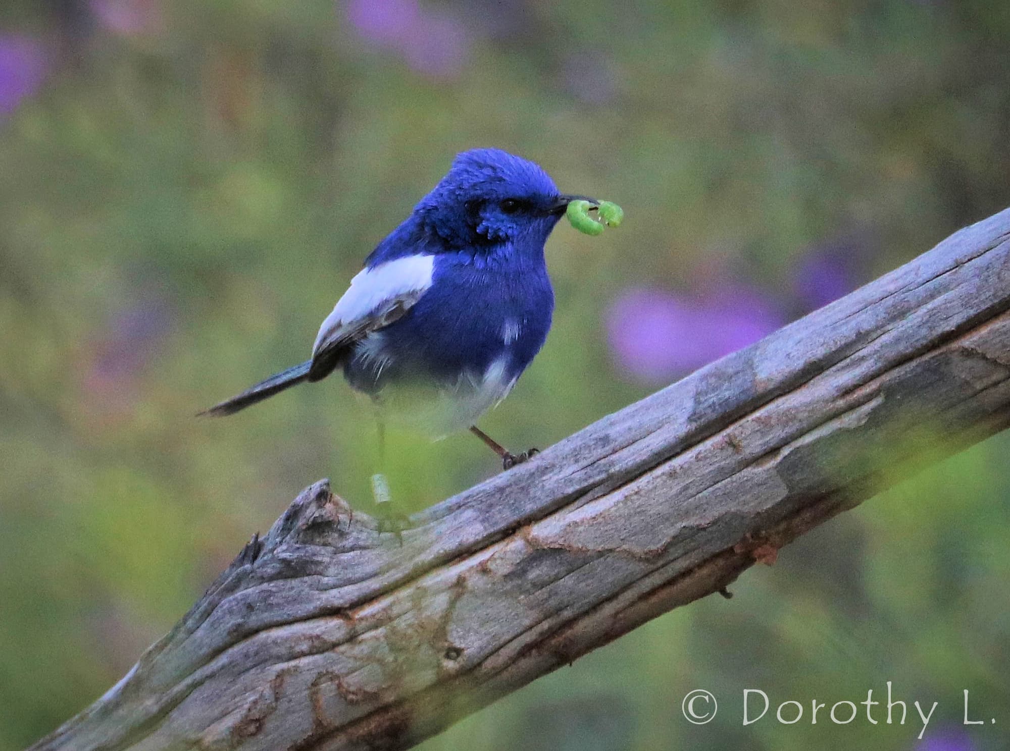White-winged Fairywren – Ausemade