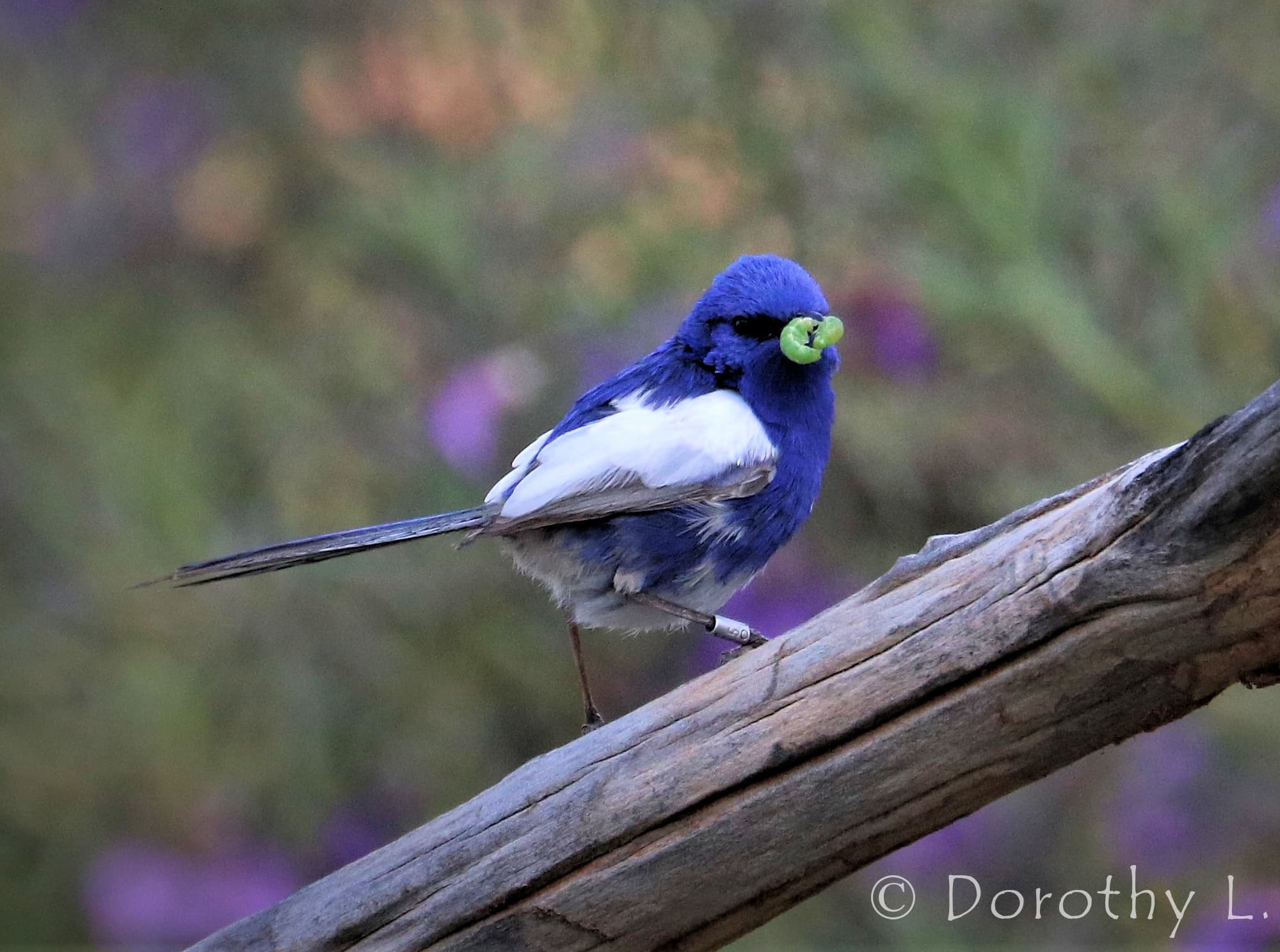 White-winged Fairywren – Ausemade