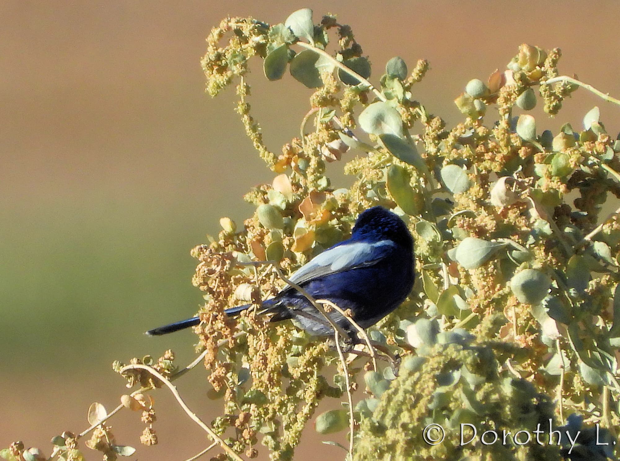 White-winged Fairywren – Ausemade