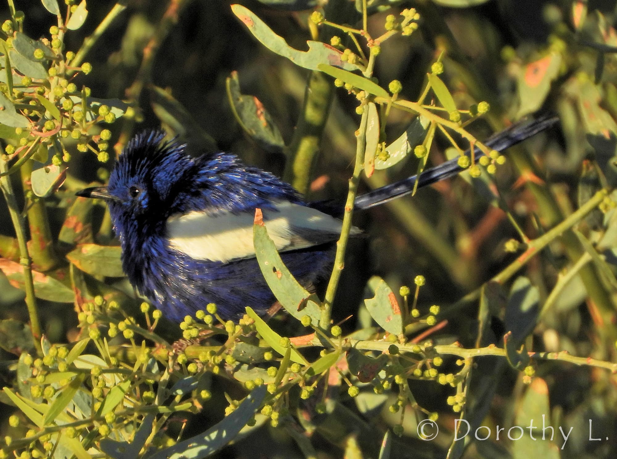 White-winged Fairywren – Ausemade