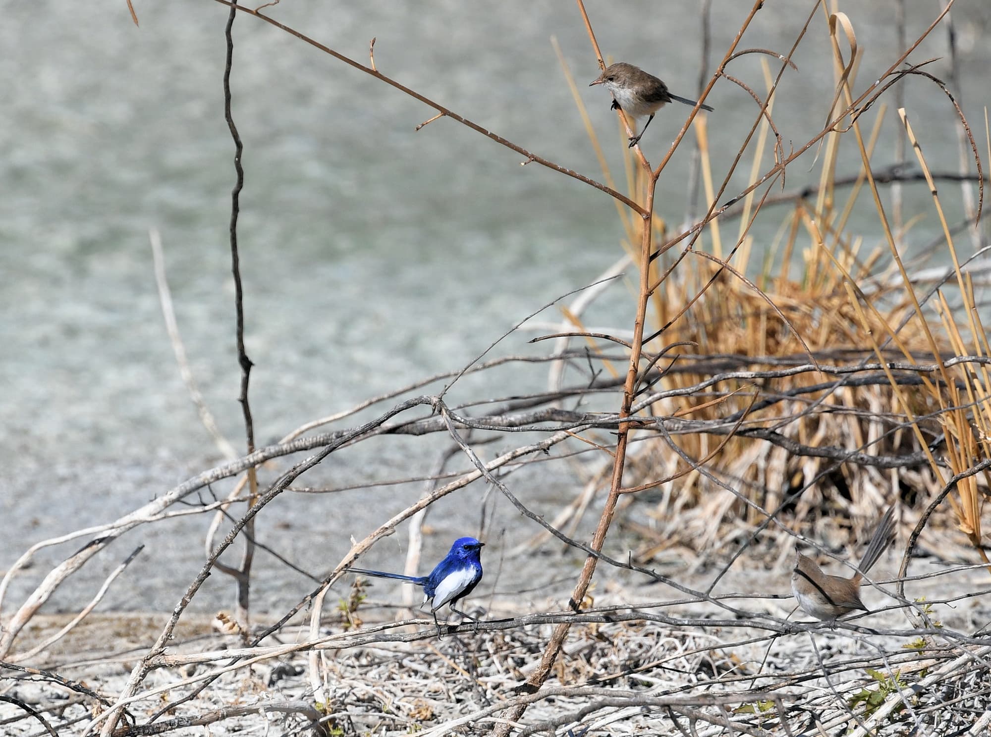 White-winged Fairywren at the Ponds – Ausemade