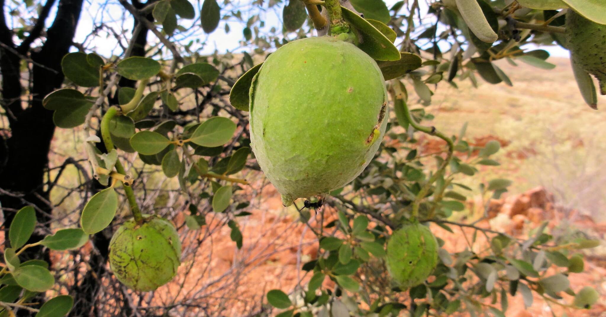 Flora & Fauna – Ausemade