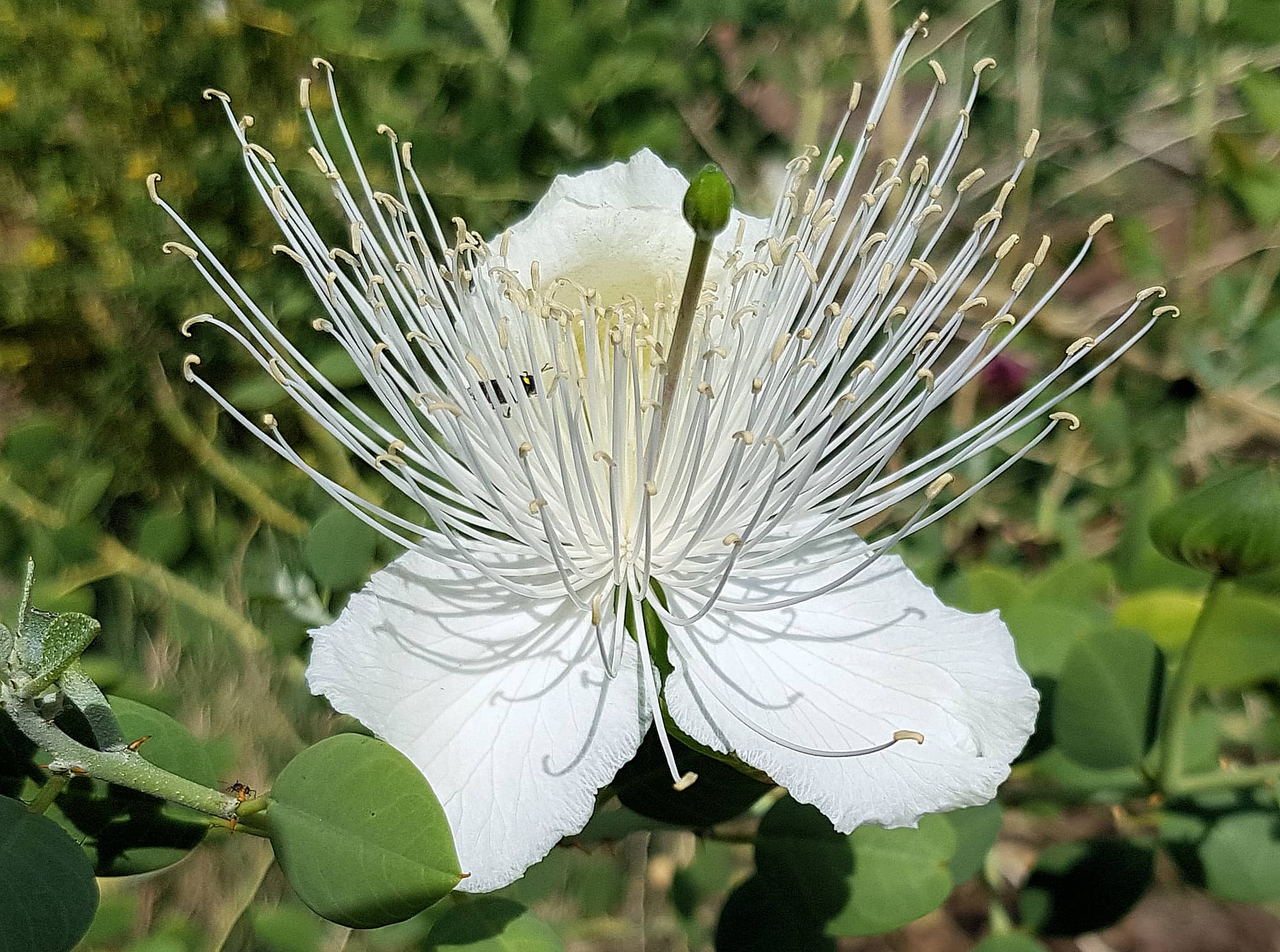 Wild Passionfruit – Ausemade