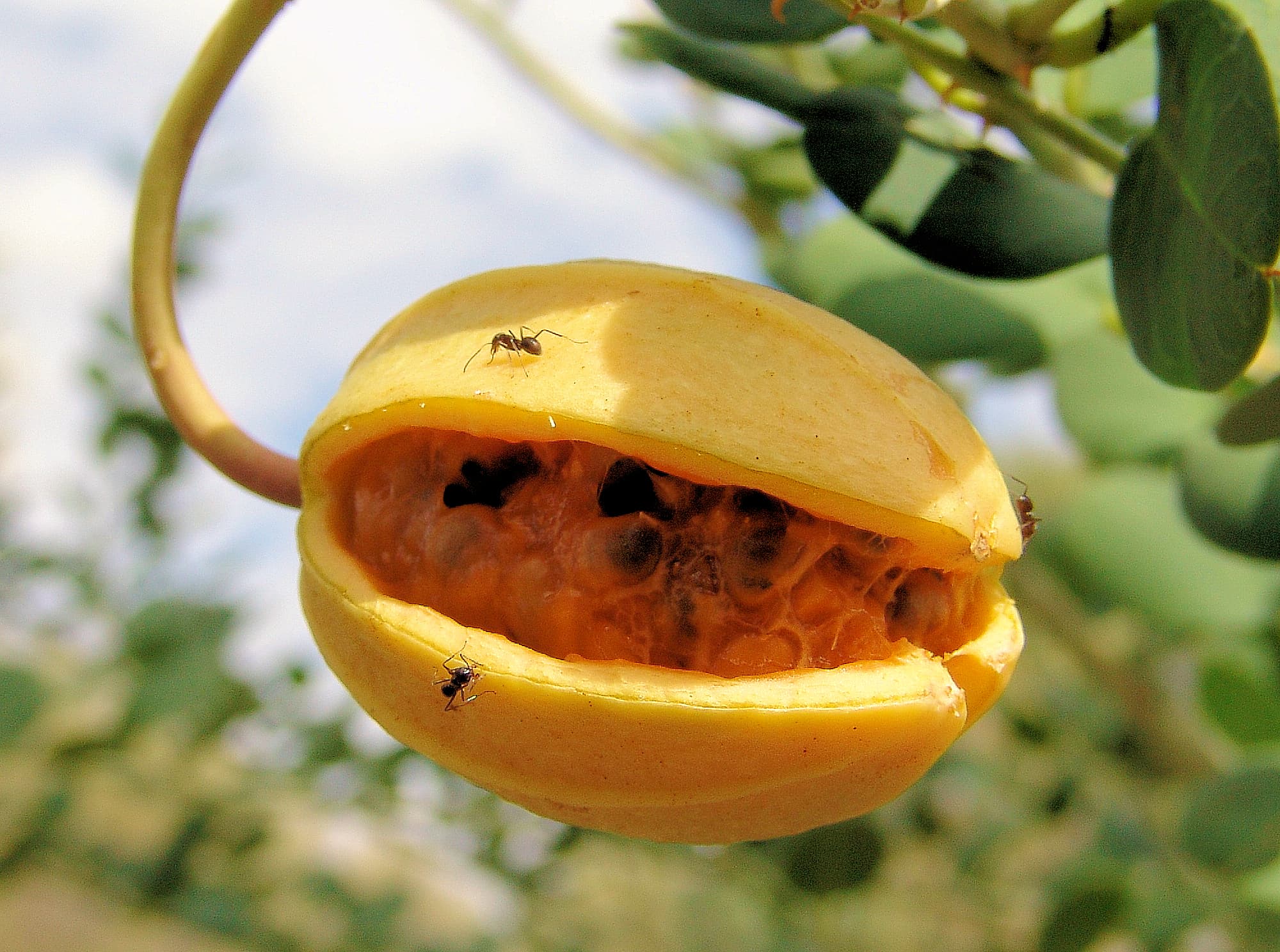 Caper Bush / Wild Passionfruit – Ausemade