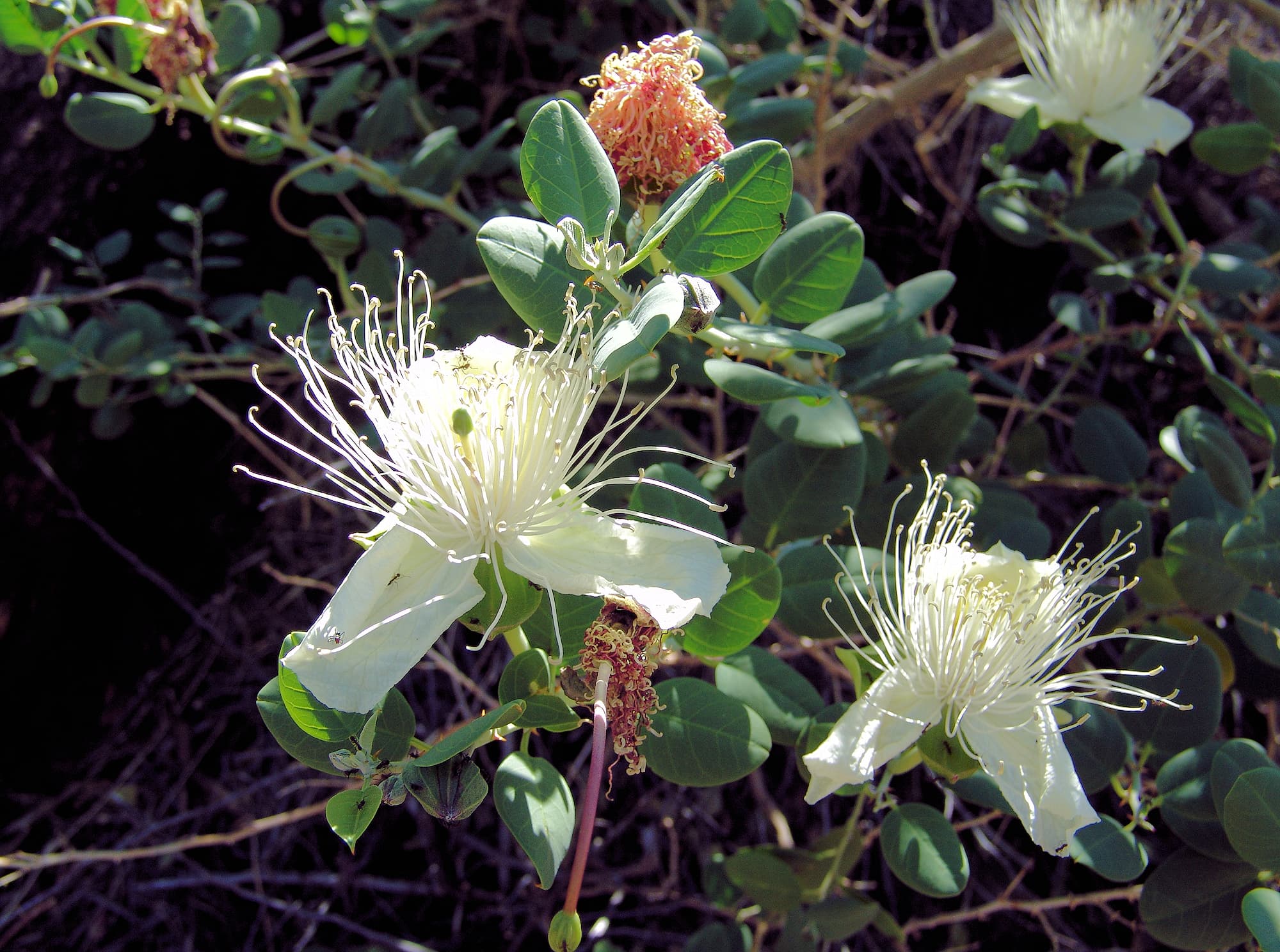 Caper Bush / Wild Passionfruit – Ausemade