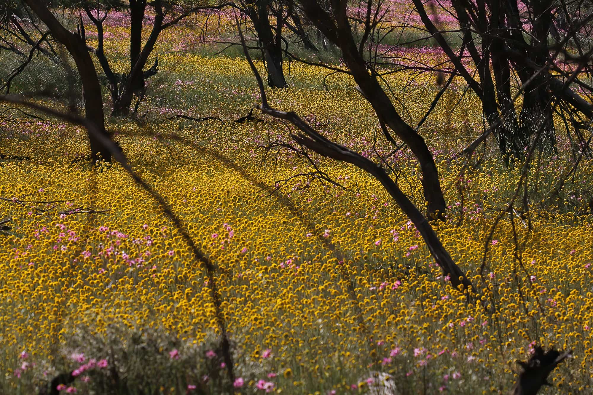 Flower Selection – Ausemade