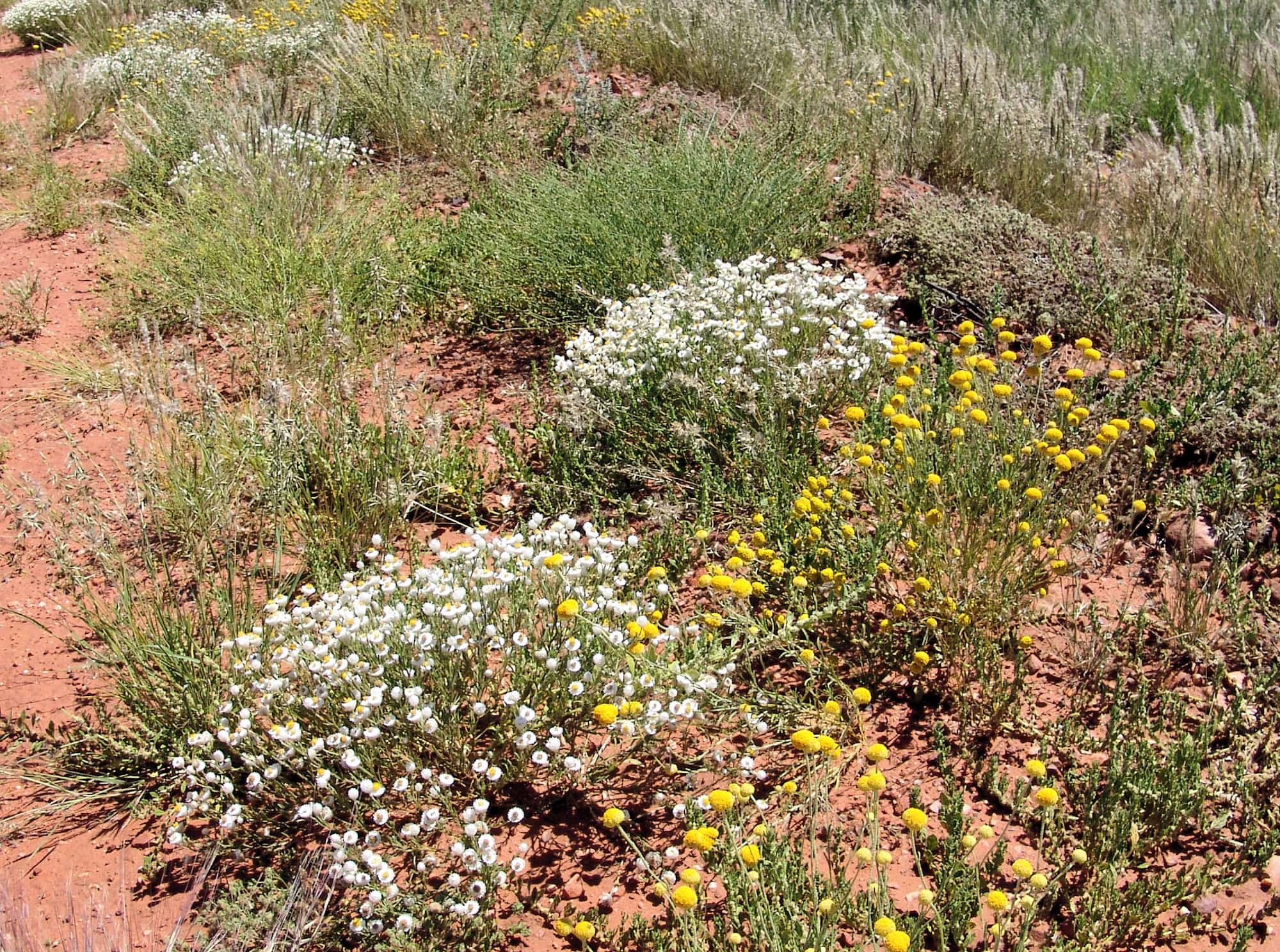 White Paper Daisy – Ausemade