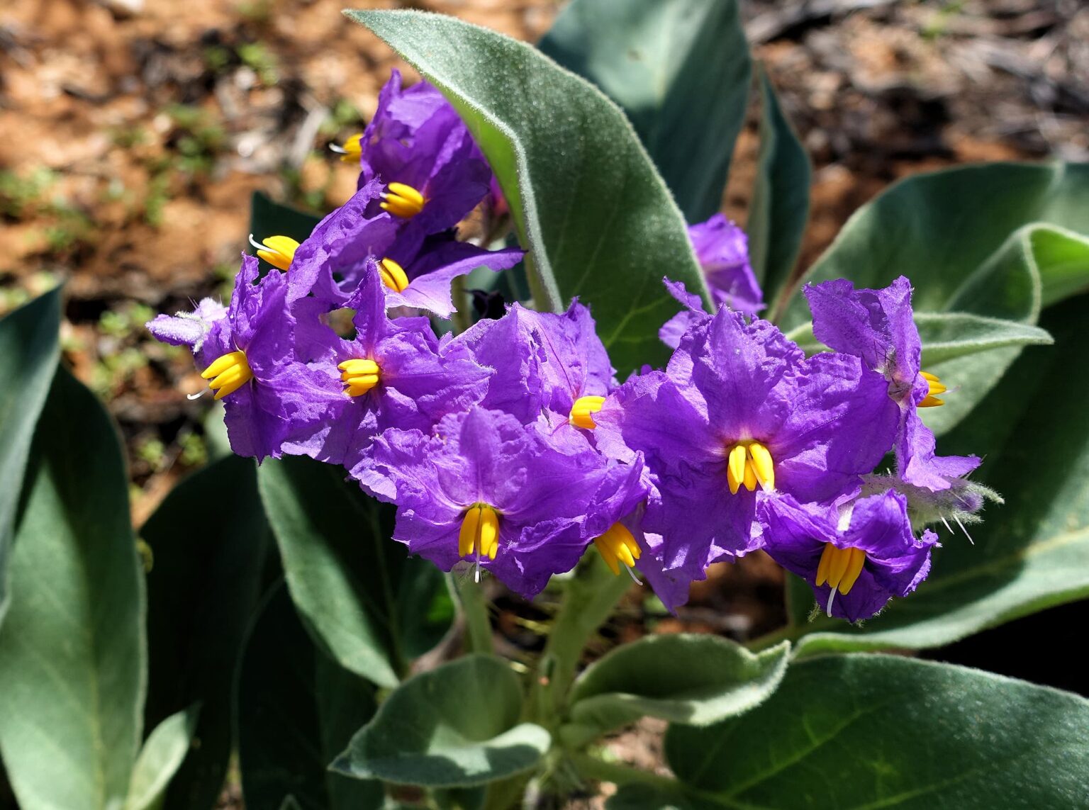 Bush Tomato – Ausemade