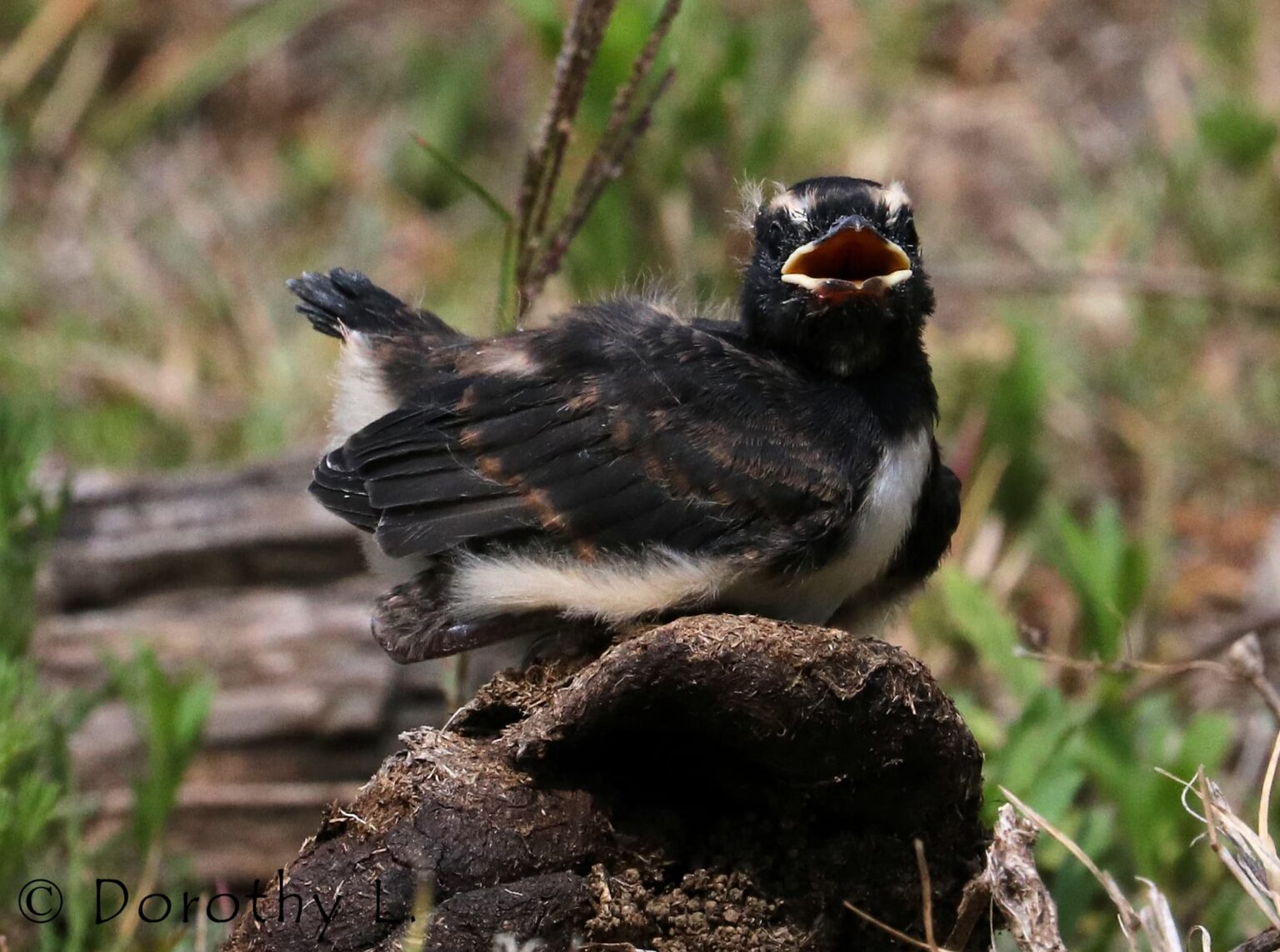 Willy Wagtail – nesting – Ausemade