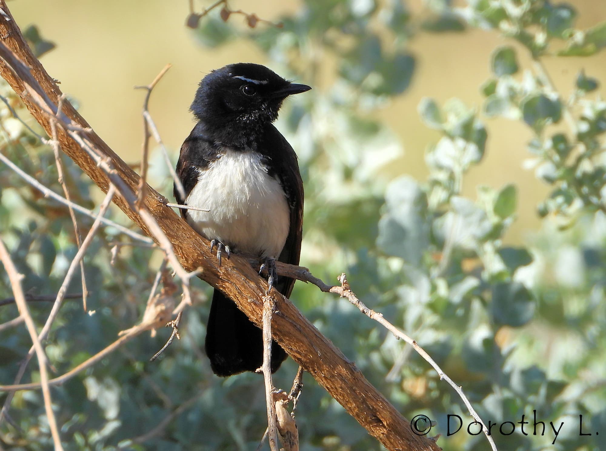 Willie Wagtail – Ausemade