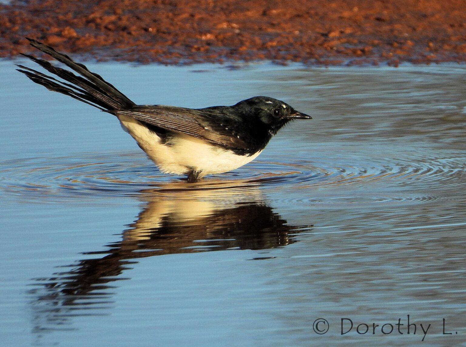 Willie Wagtail – Ausemade