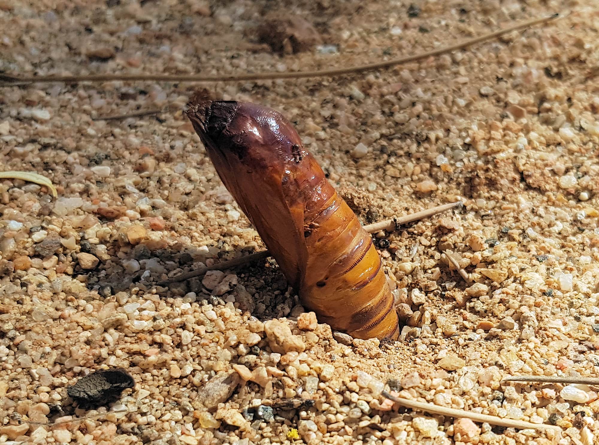 Witchetty Bush – Ausemade