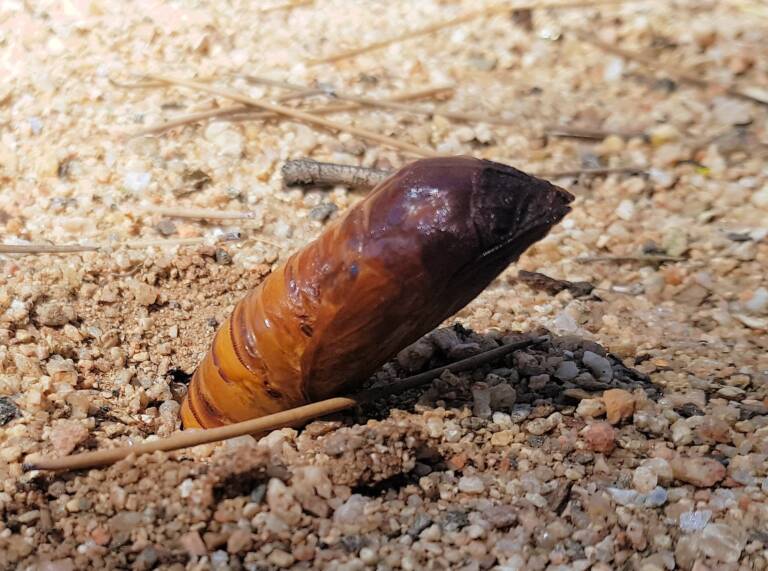 Witchetty Grub – Ausemade