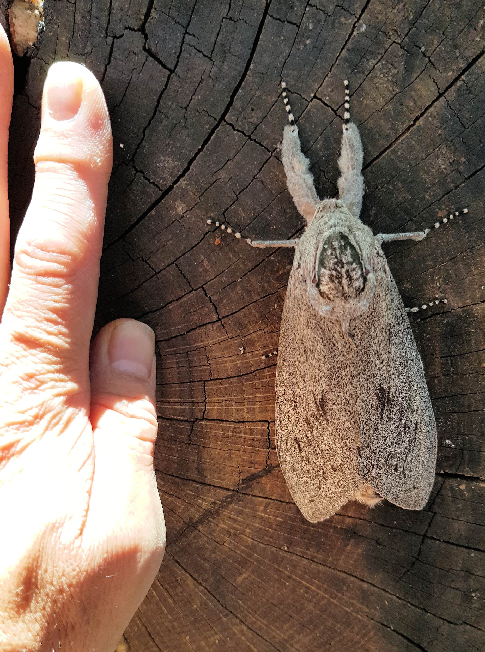 Giant Wood Moth (Endoxyla cinereus) – Ausemade
