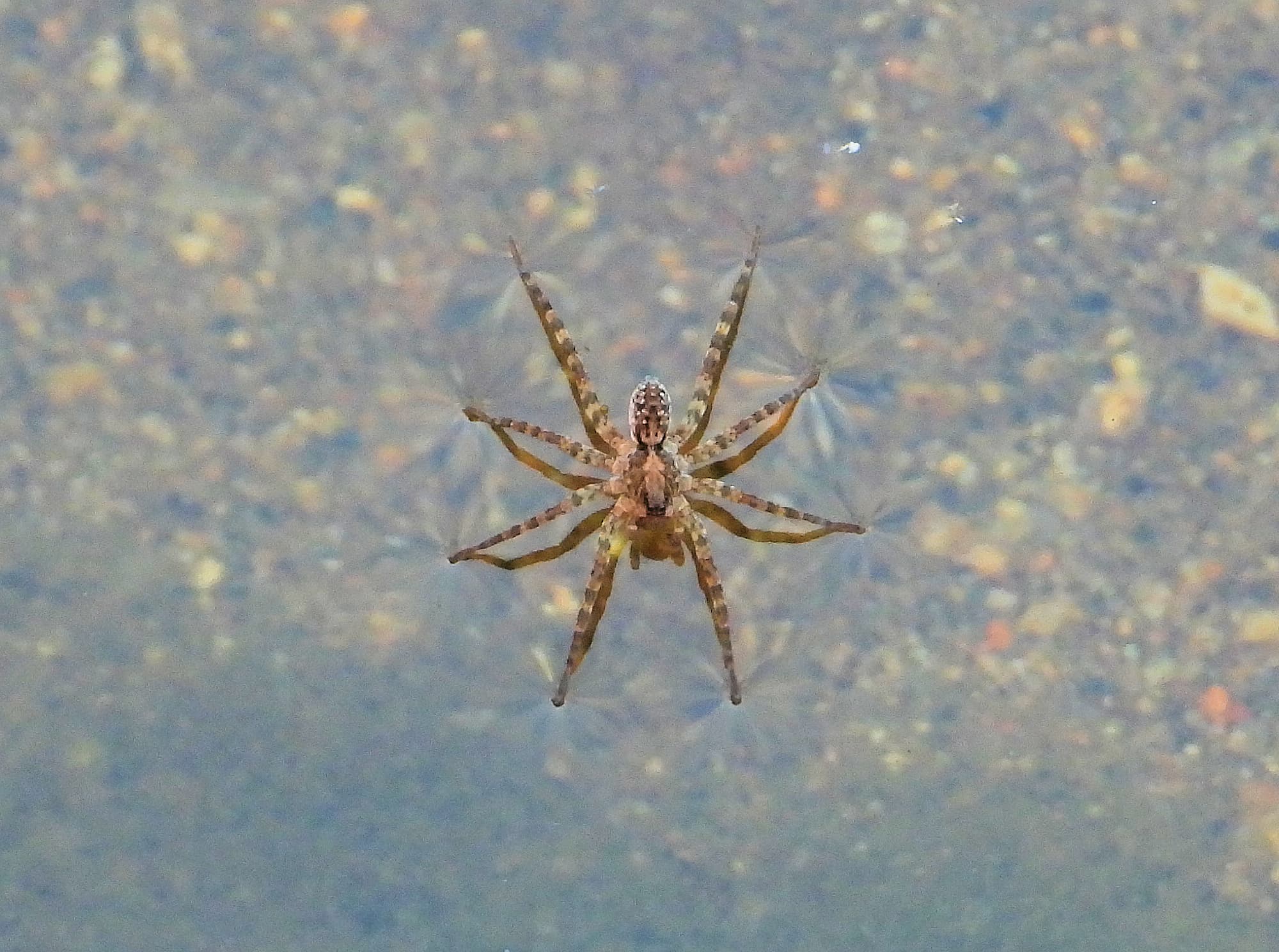 Wolf Spider – Ausemade