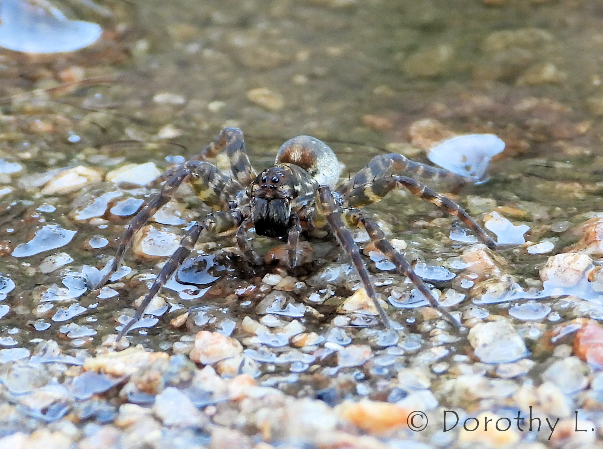 Wolf Spider (Venatrix arenaris) – Ausemade