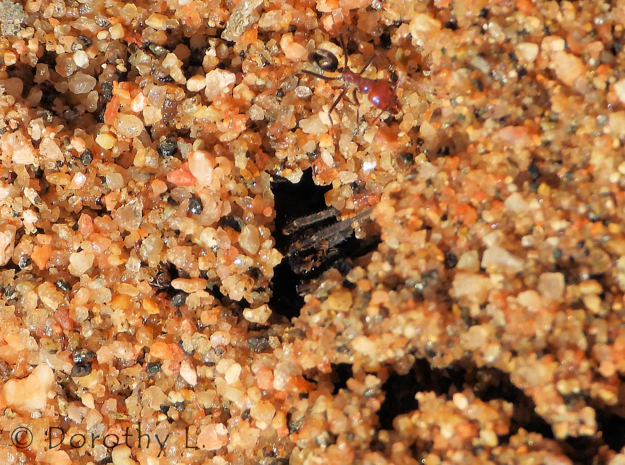 Wolf Spider – Ausemade