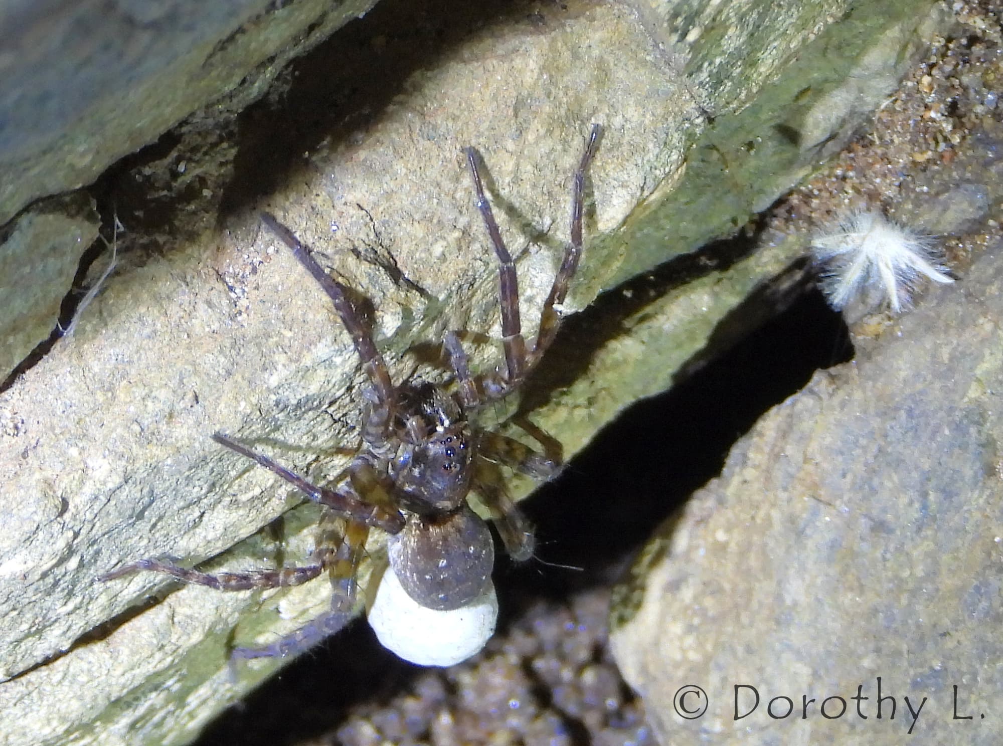 Wolf Spider (Venatrix arenaris) – Ausemade