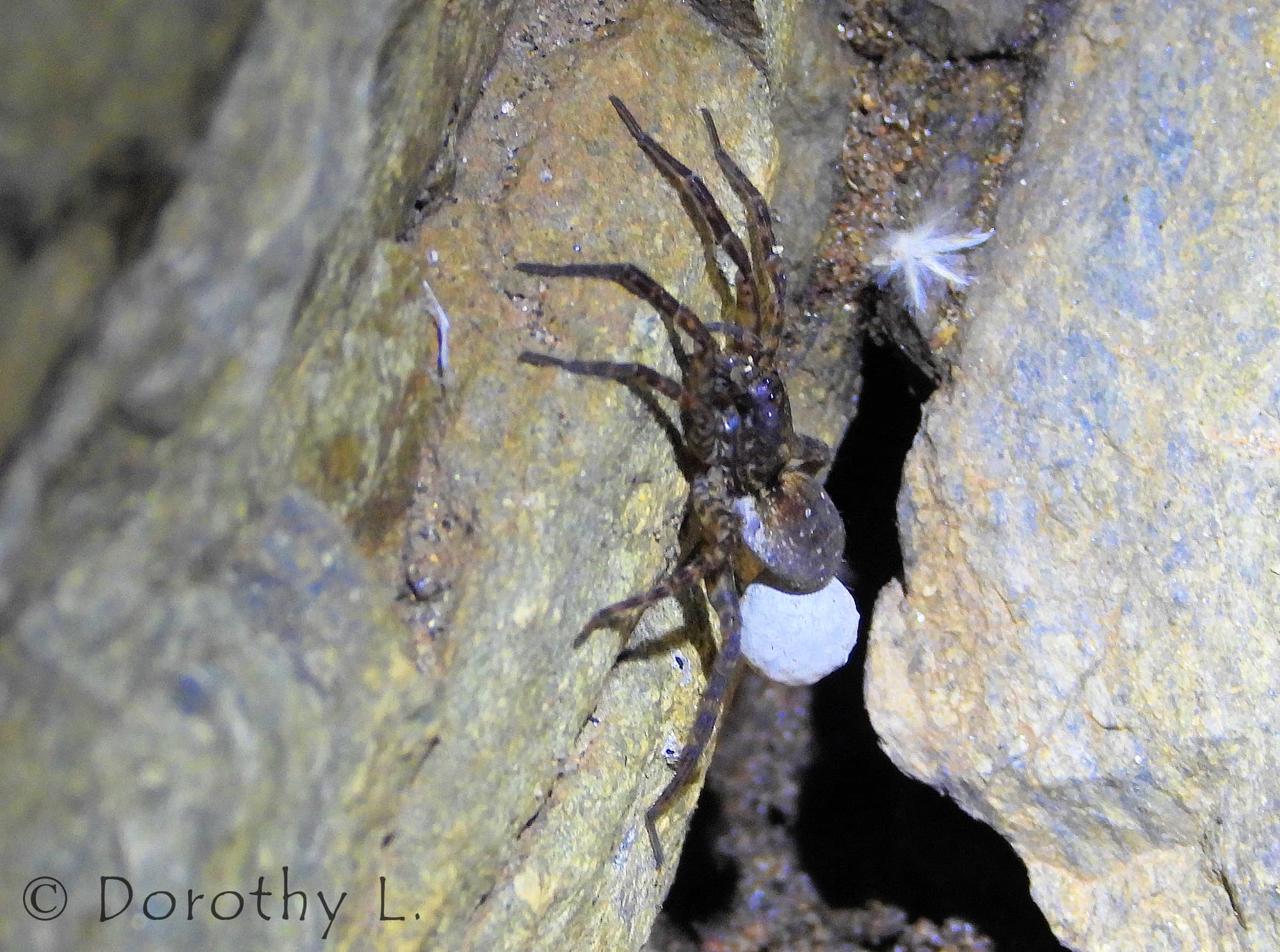 Wolf Spider (Venatrix arenaris) – Ausemade