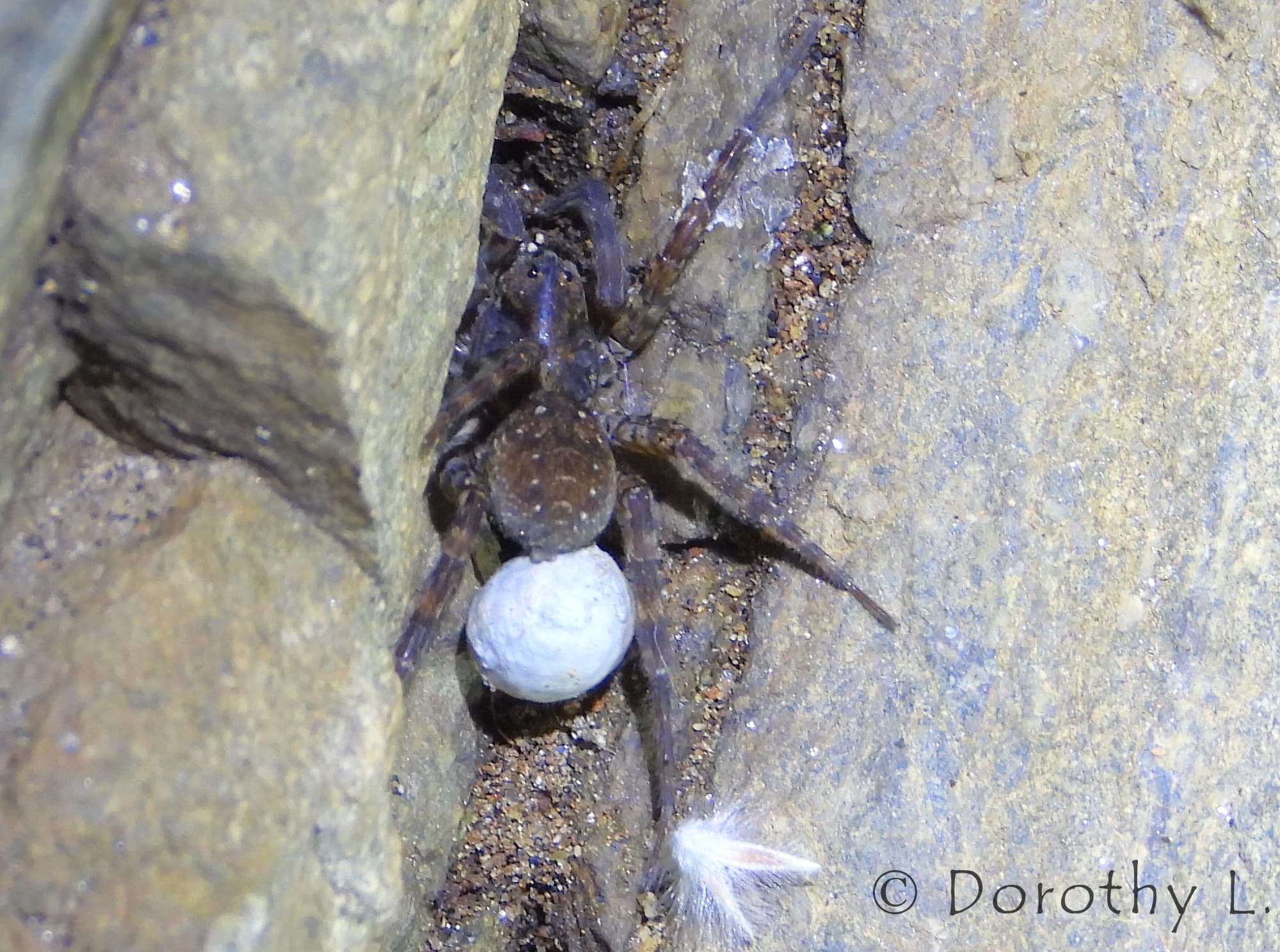 Wolf Spider (Venatrix arenaris) – Ausemade
