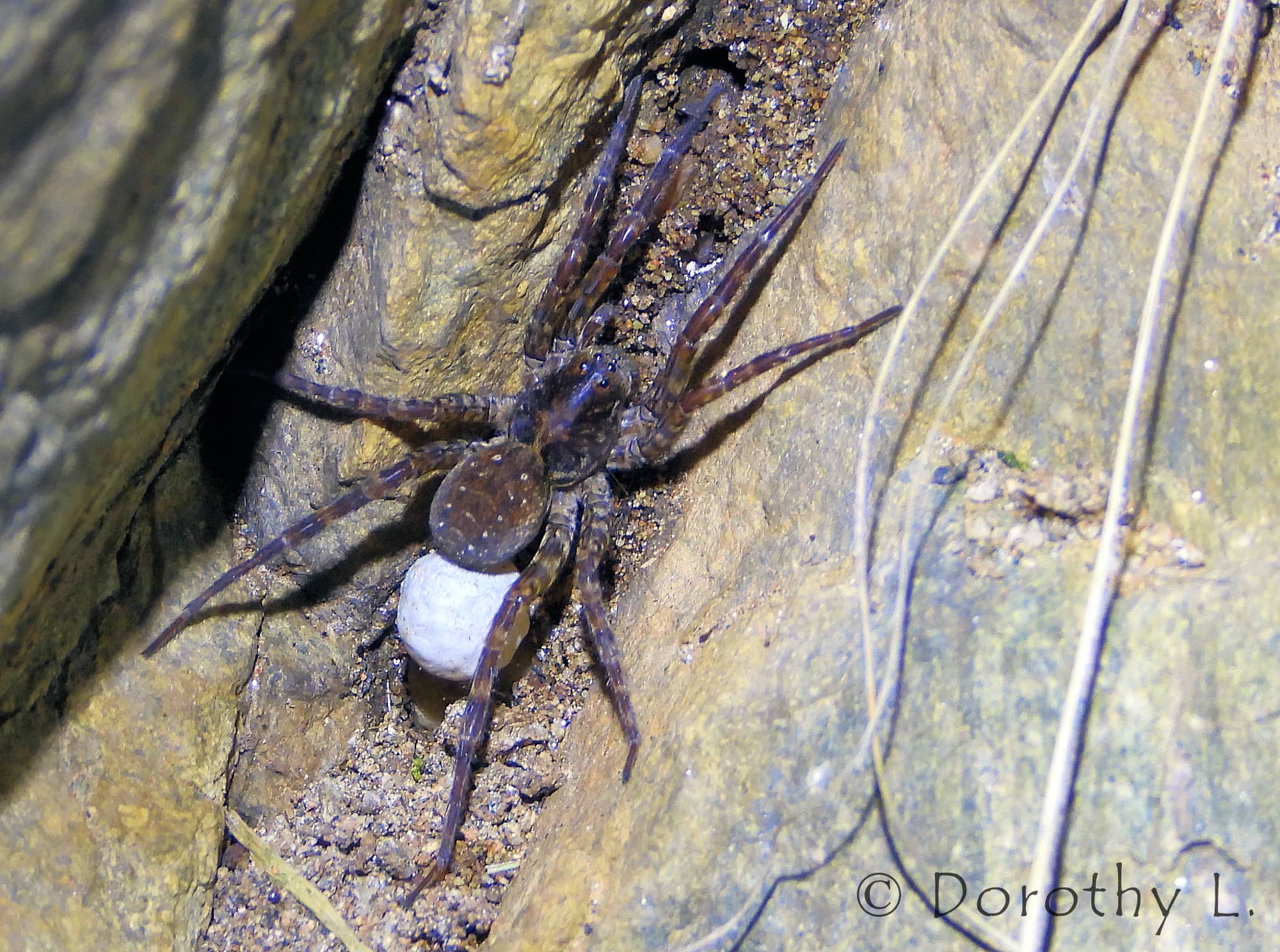 Wolf Spider (Venatrix arenaris) – Ausemade