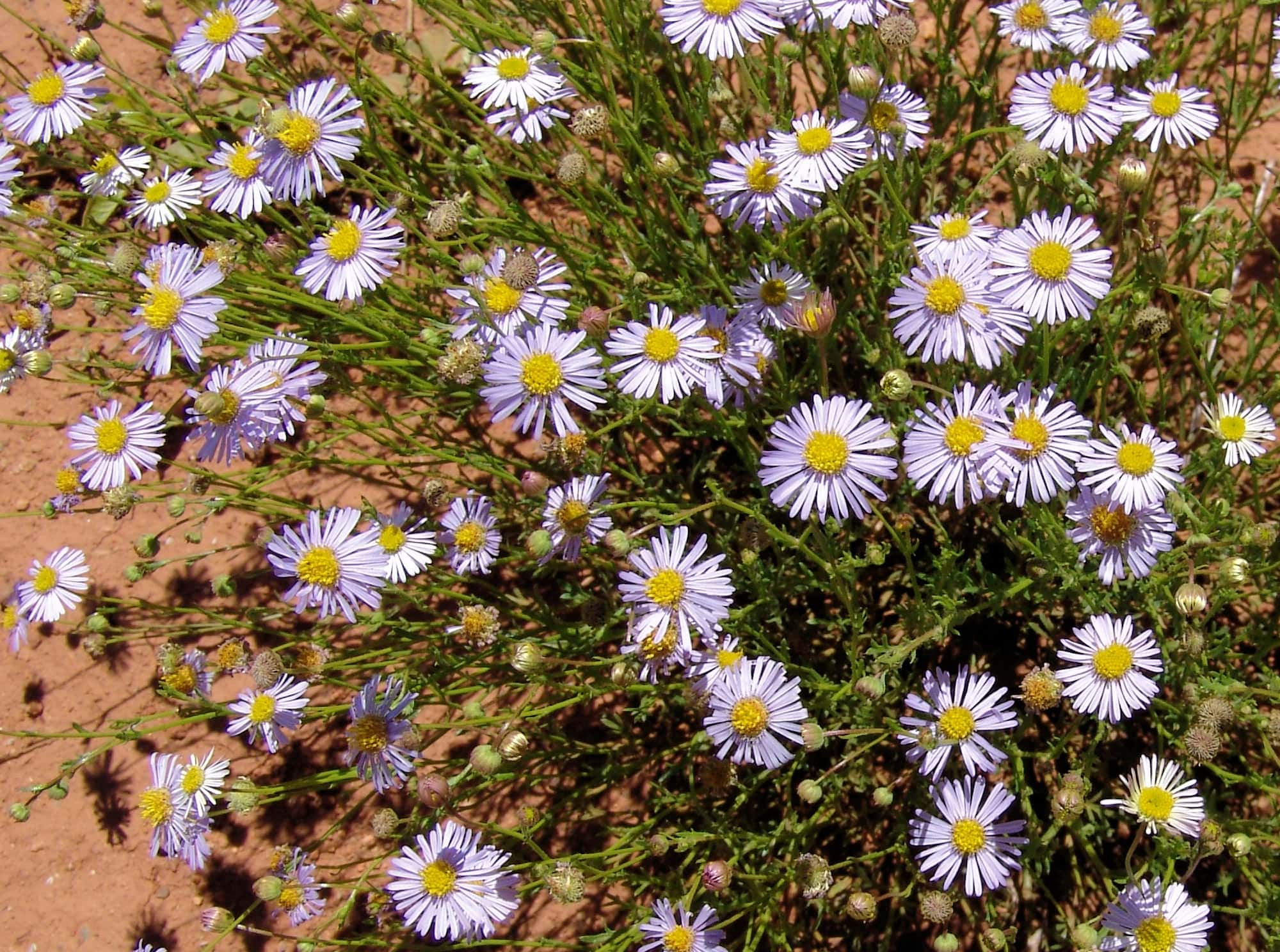 Woolly-Headed Burr Daisy – Ausemade
