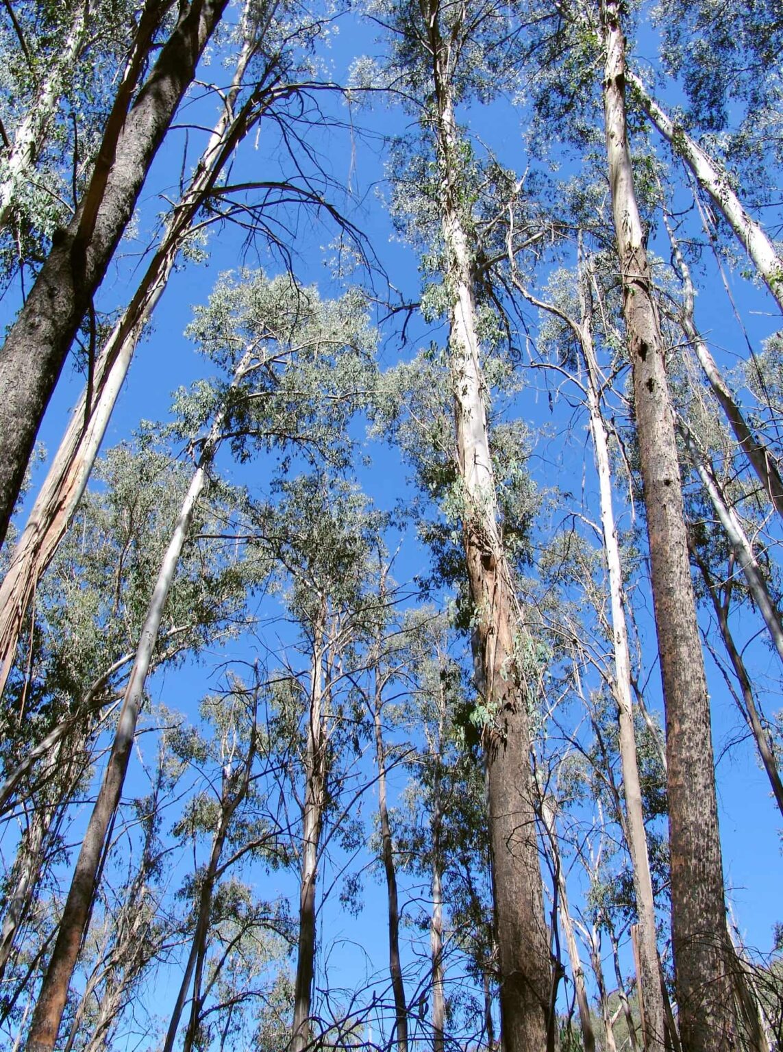 Great Alpine Road – Ausemade