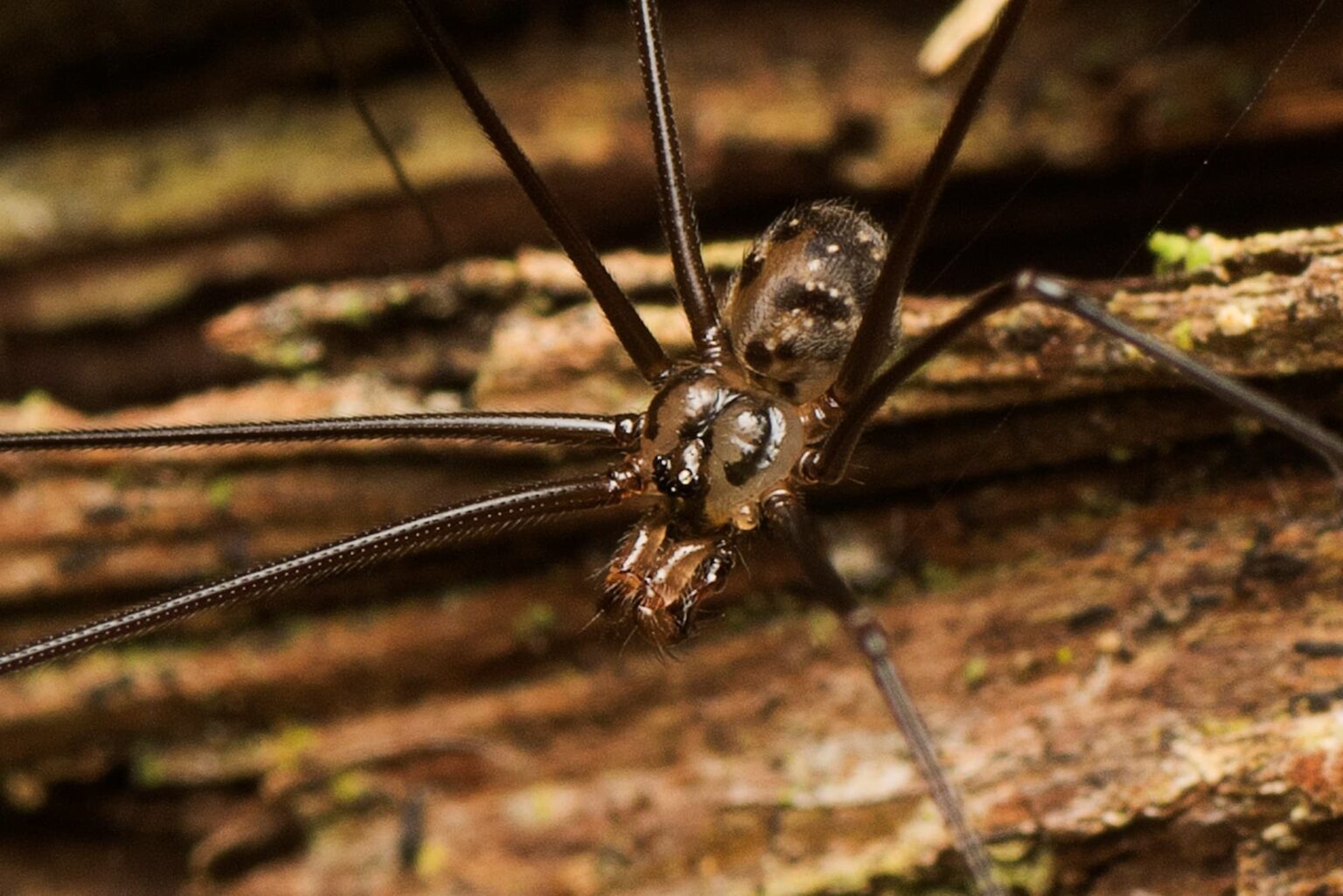 Queensland Spiders – Ausemade
