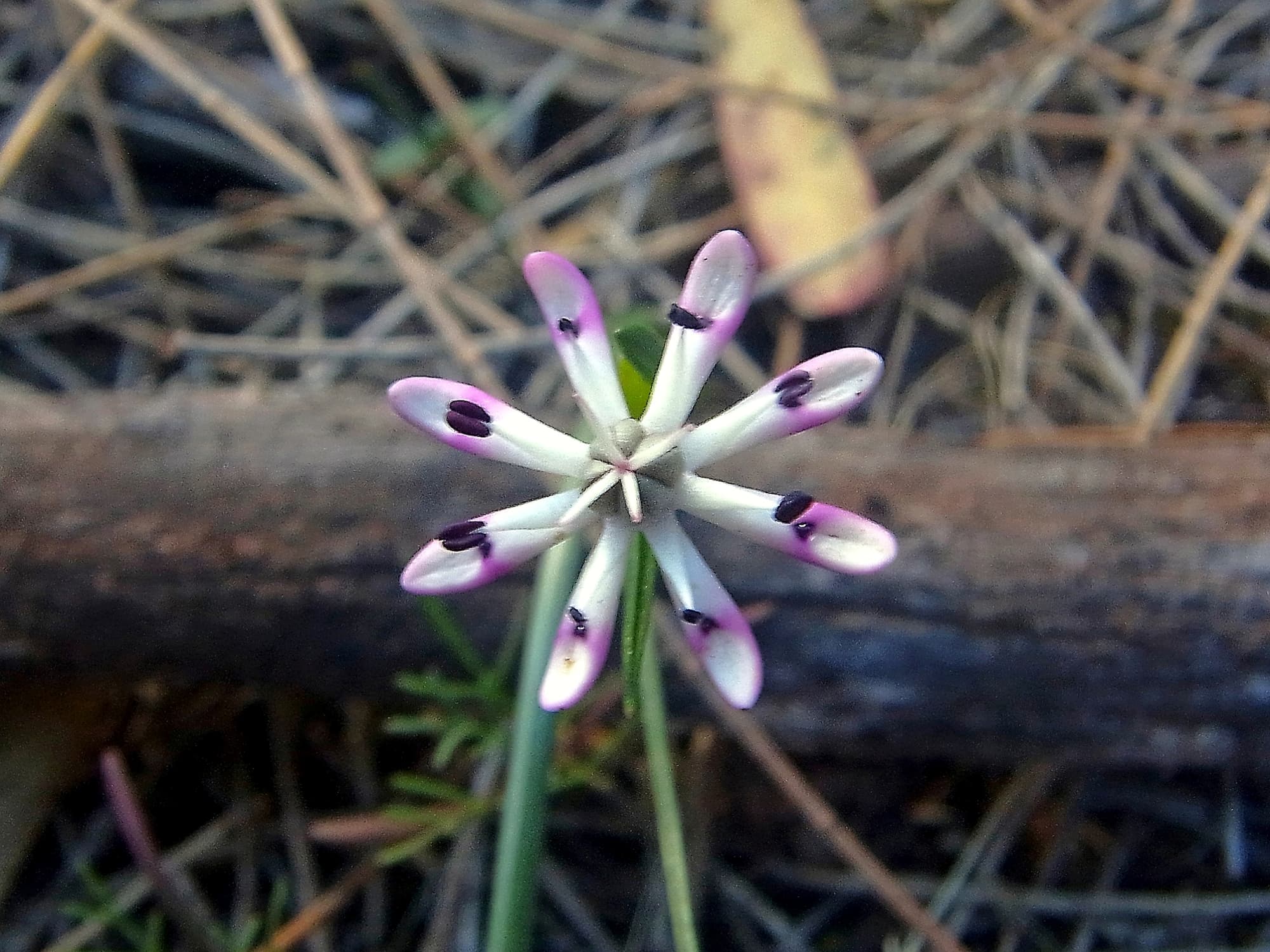 Wurmbea tenella (Eight Nancy) – Ausemade