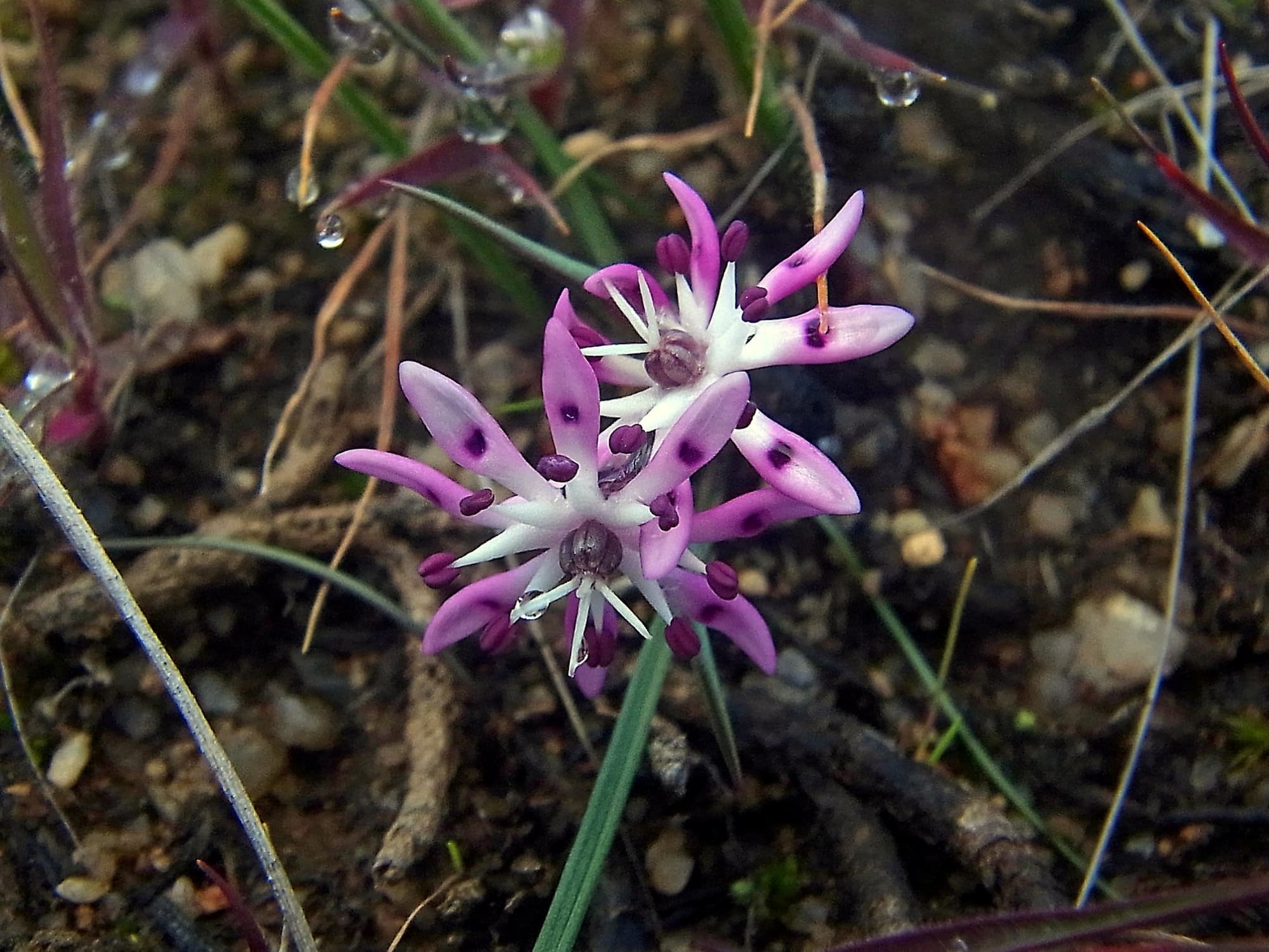 Wurmbea tenella (Eight Nancy) – Ausemade