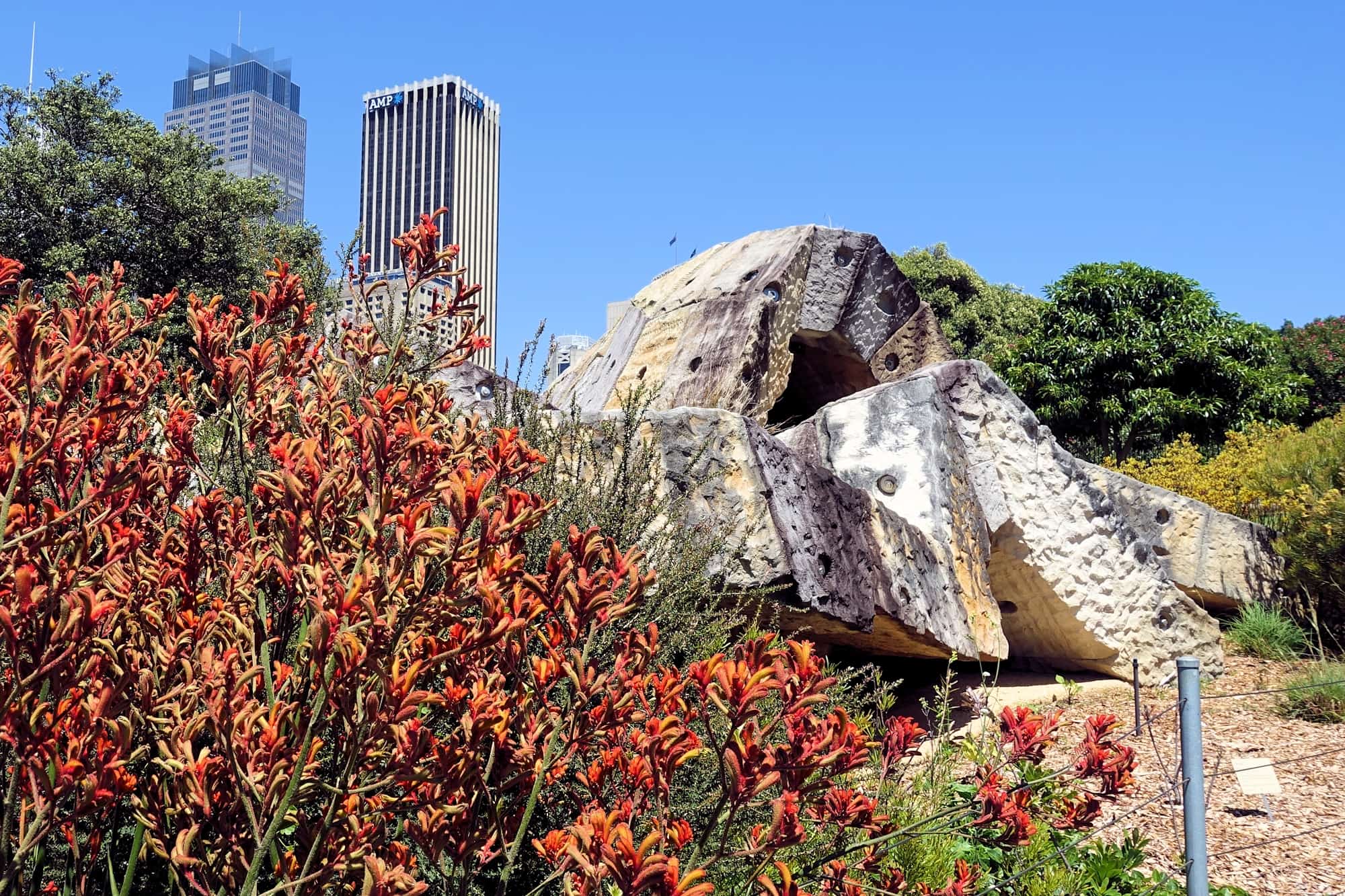 Anigozanthos (Kangaroo Paws) – Ausemade