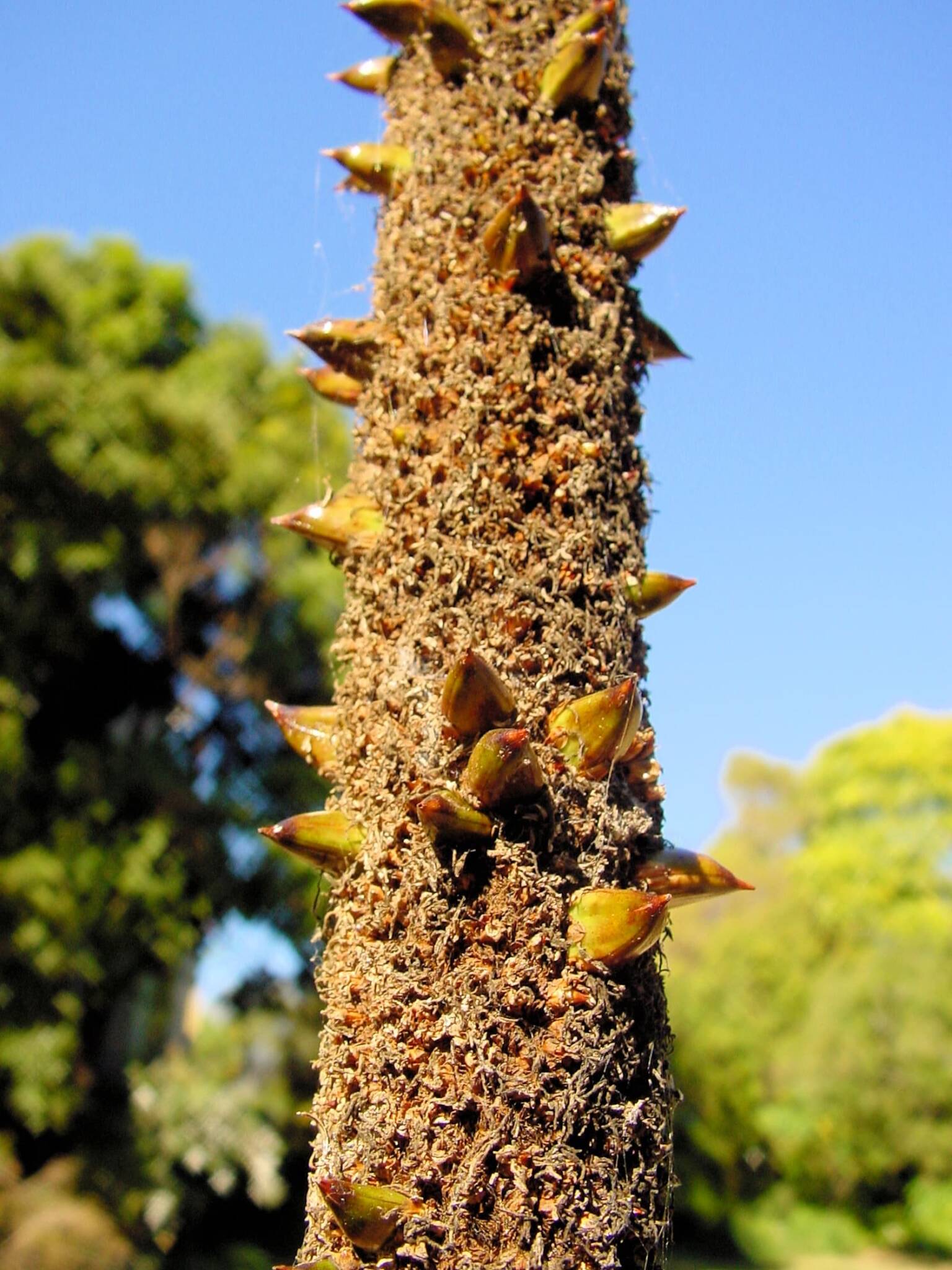 Xanthorrhoea media – Ausemade