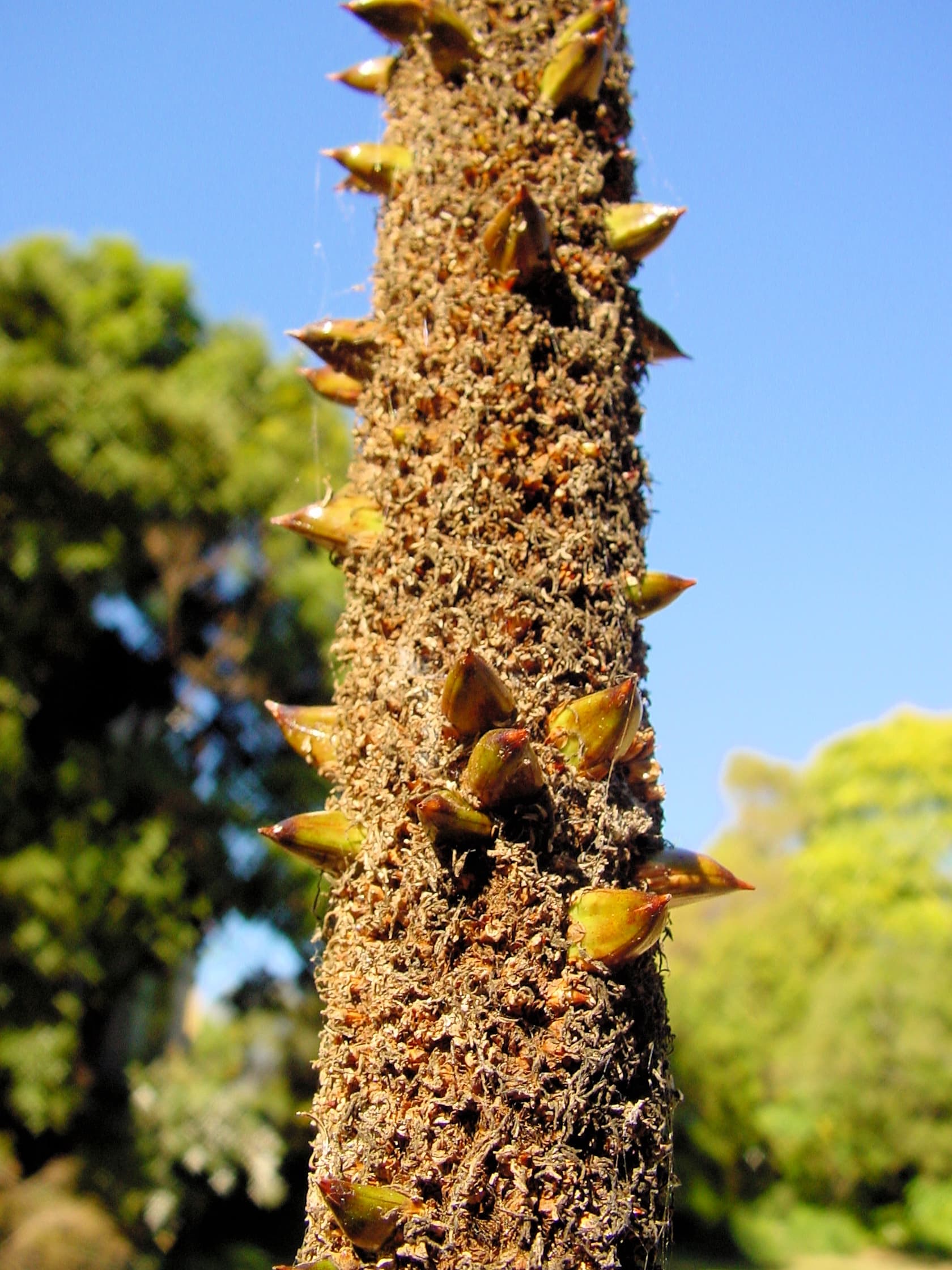 Xanthorrhoea media – Ausemade