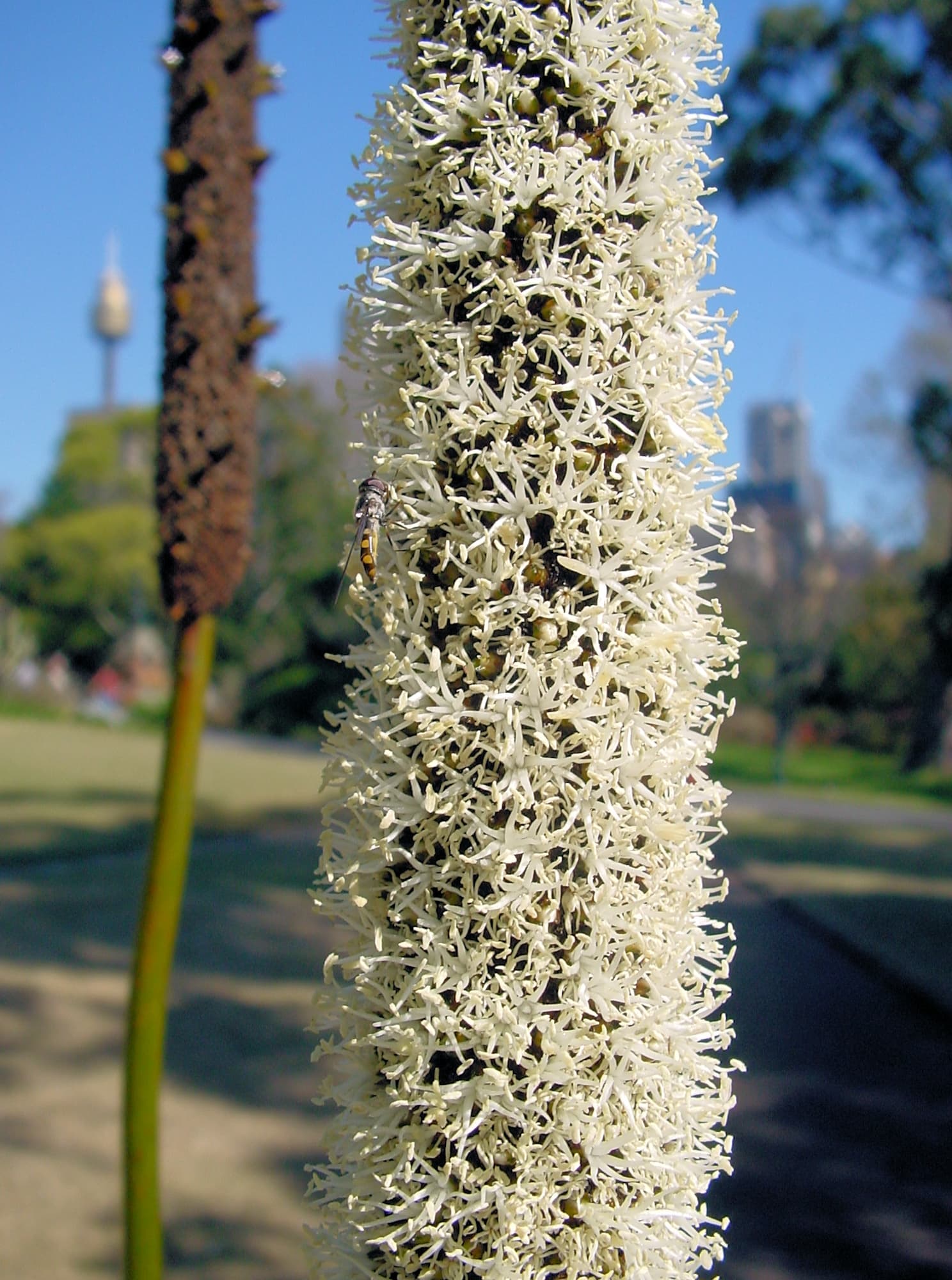 Xanthorrhoea media – Ausemade