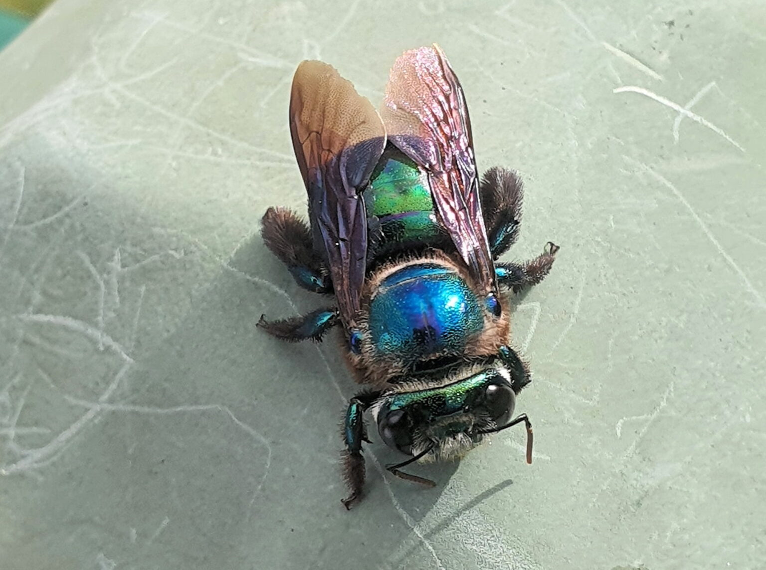 Xylocopa – Ausemade