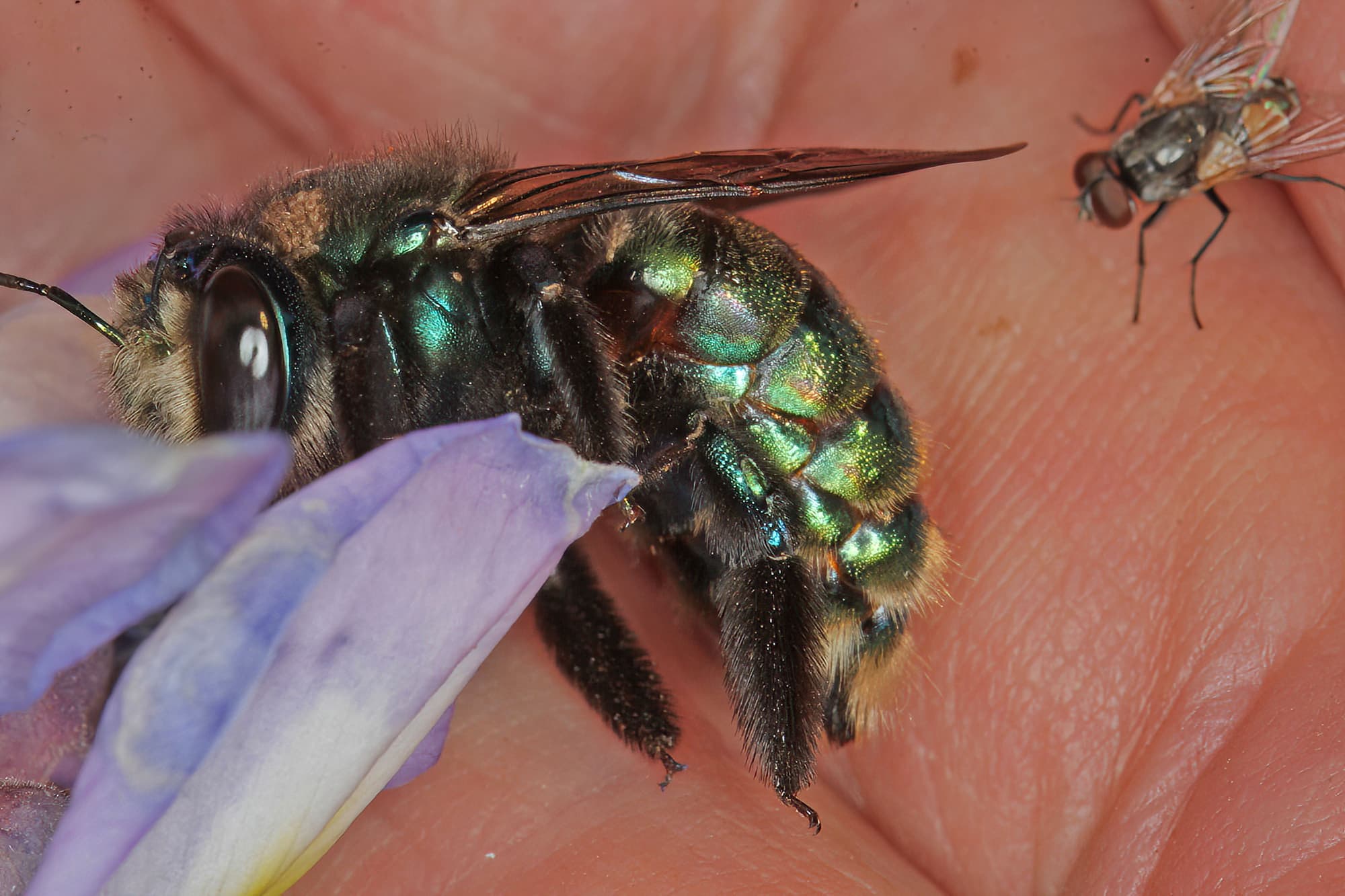 Peacock Carpenter Bee in the Southern Downs – Ausemade