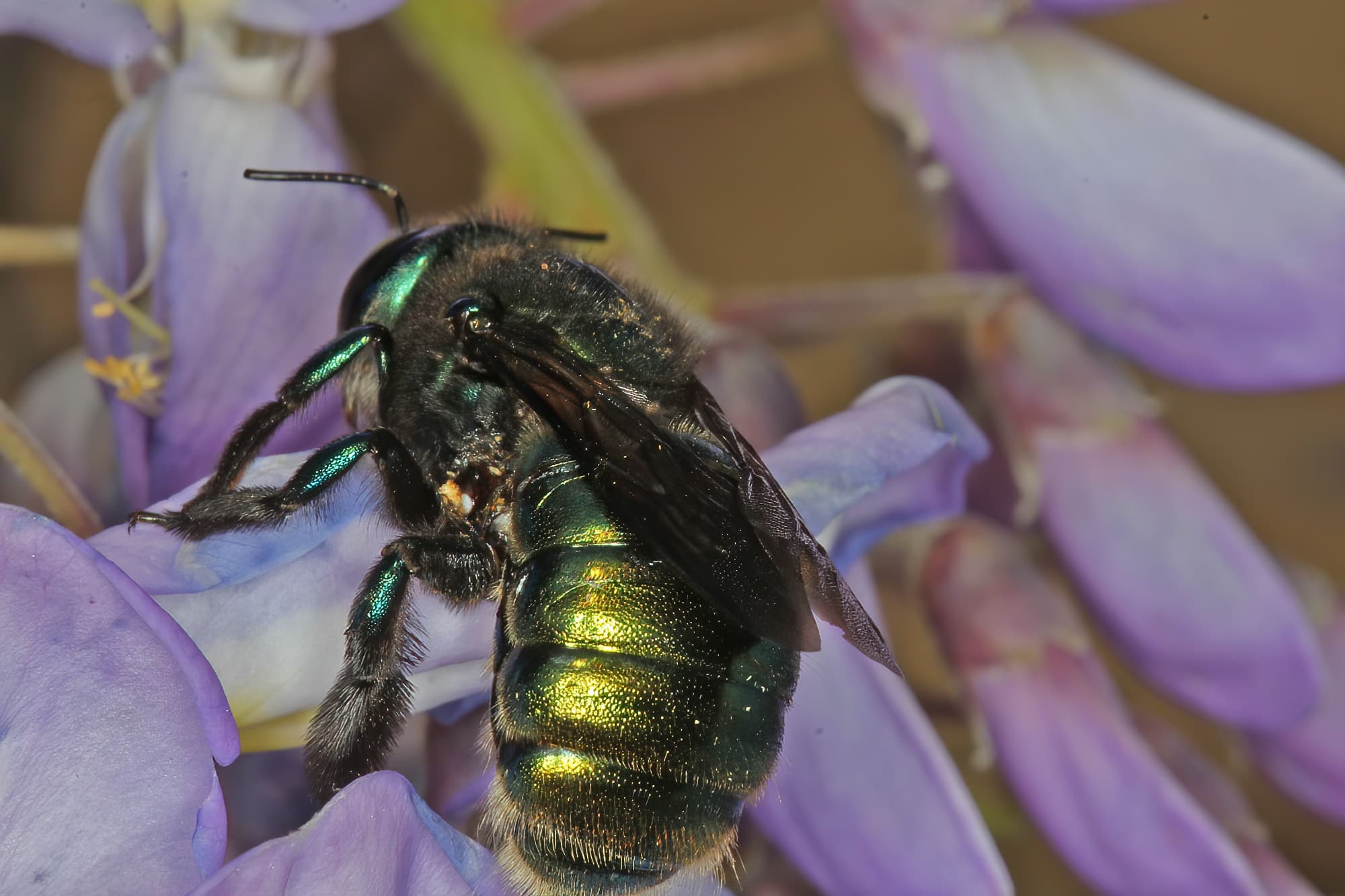 Peacock Carpenter Bee in the Southern Downs – Ausemade